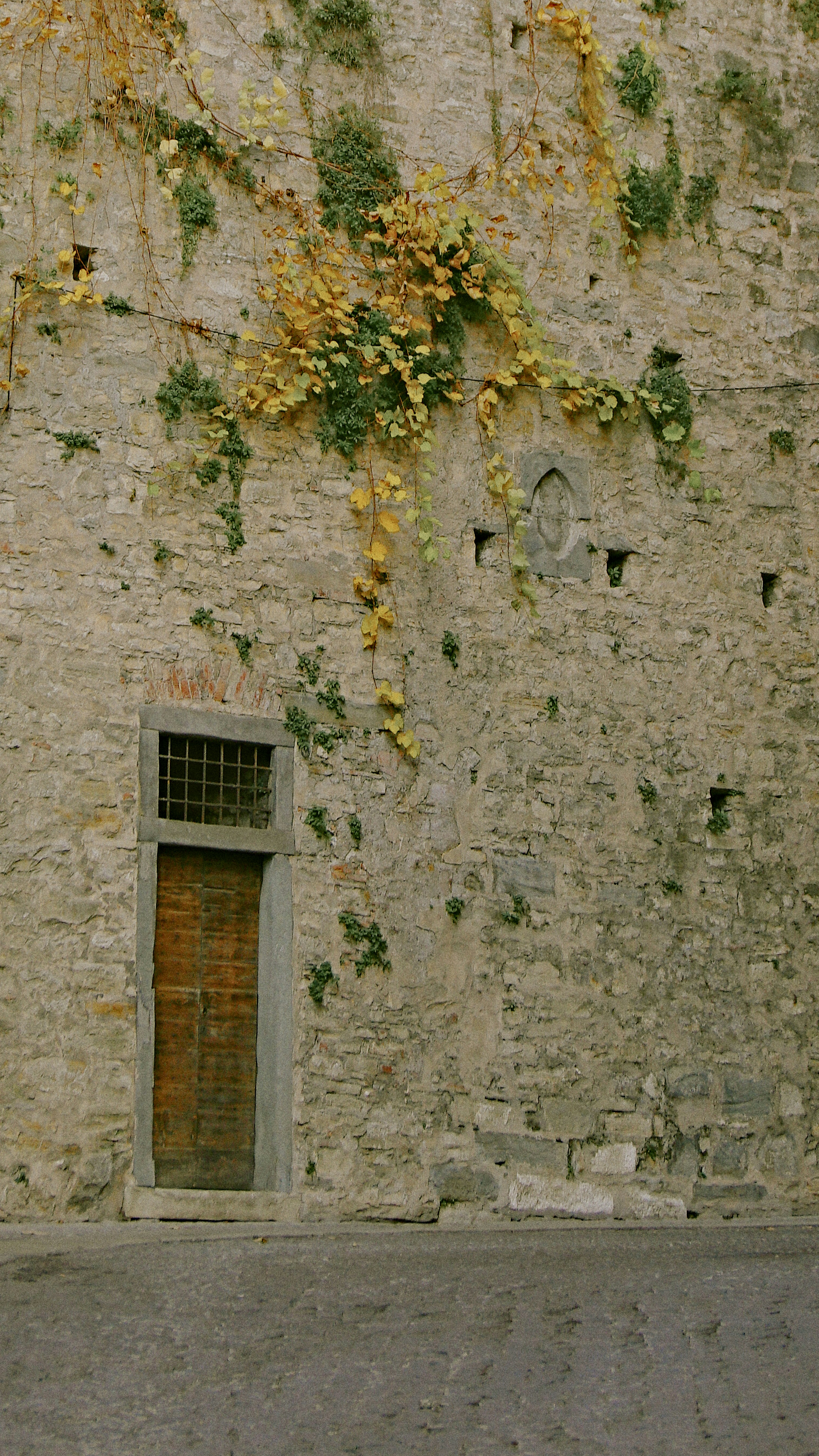 Rustic Elegance: Ivy on Ancient Stone