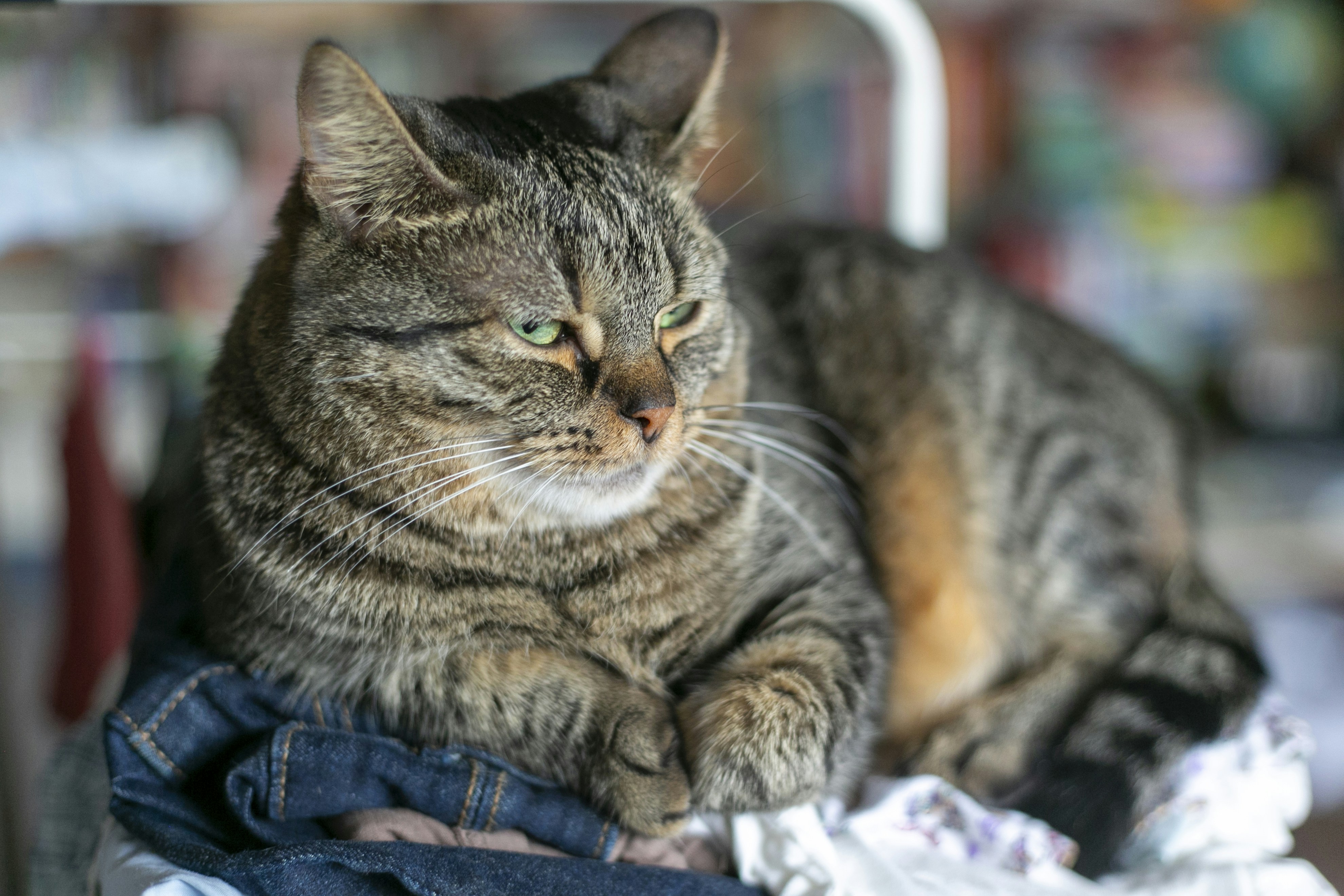 Amber Gaze in Quiet Indoor Light: A Tabby at Rest