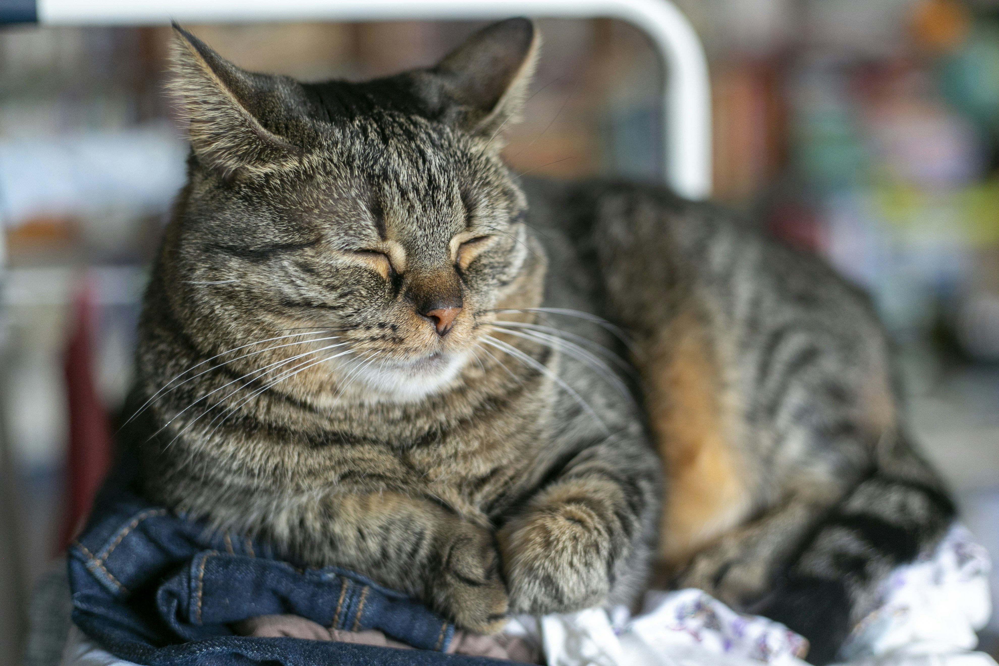 Catnap in the City: A Feline's Quiet Moment