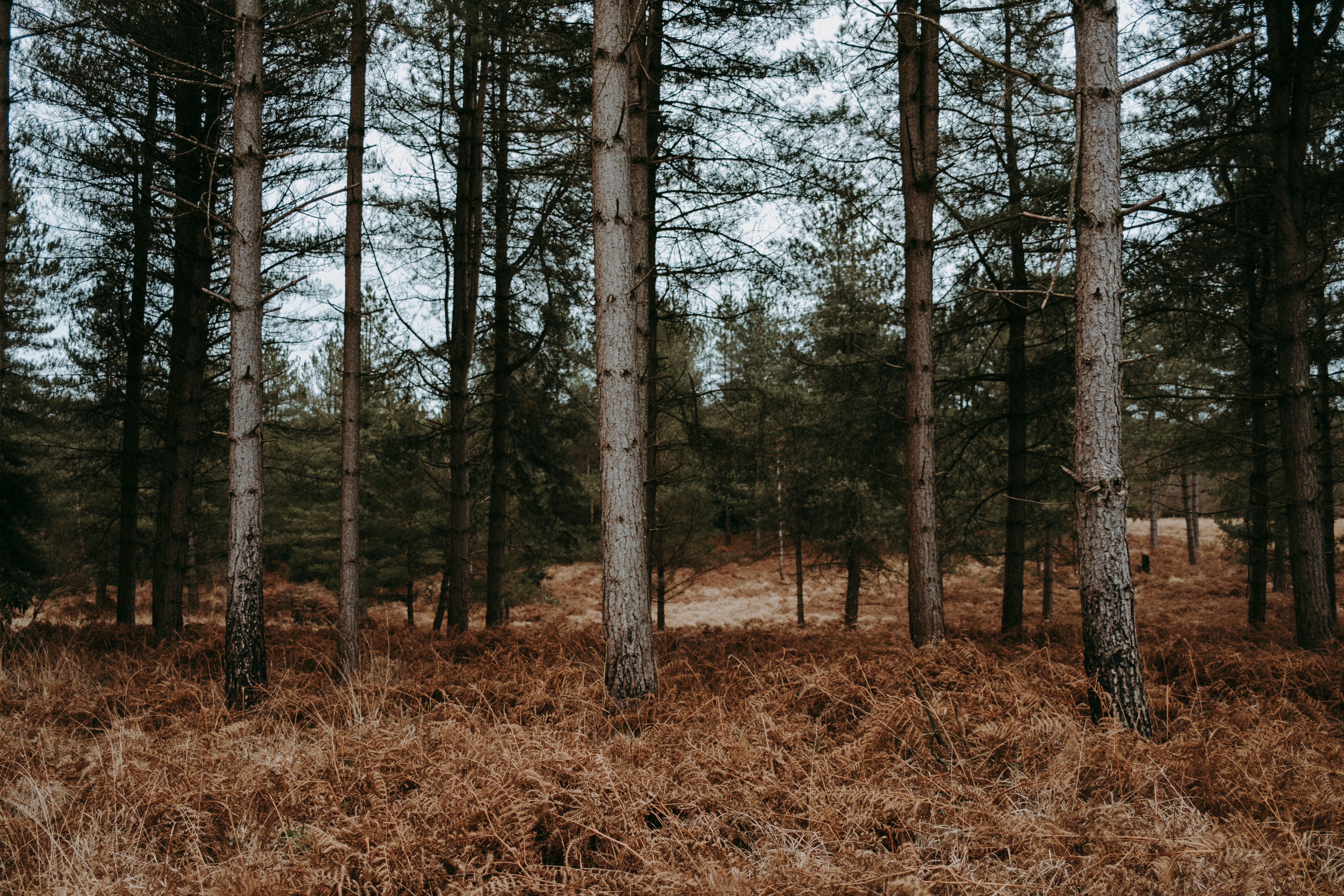 A forest filled with lots of tall trees photo – Free New forest Image ...
