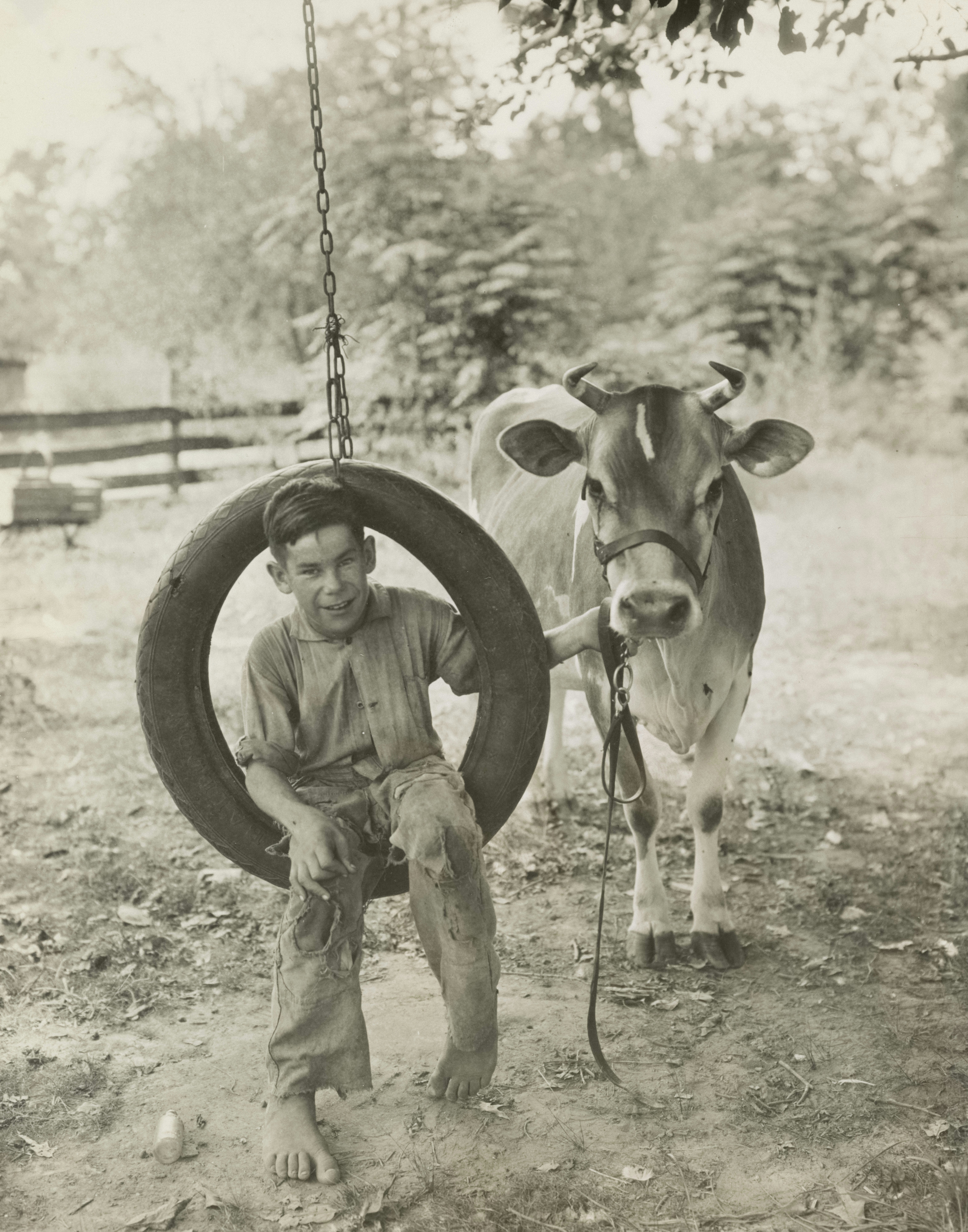Boy in tire swing holds a cow by its halter photo – Free Boy Image on ...