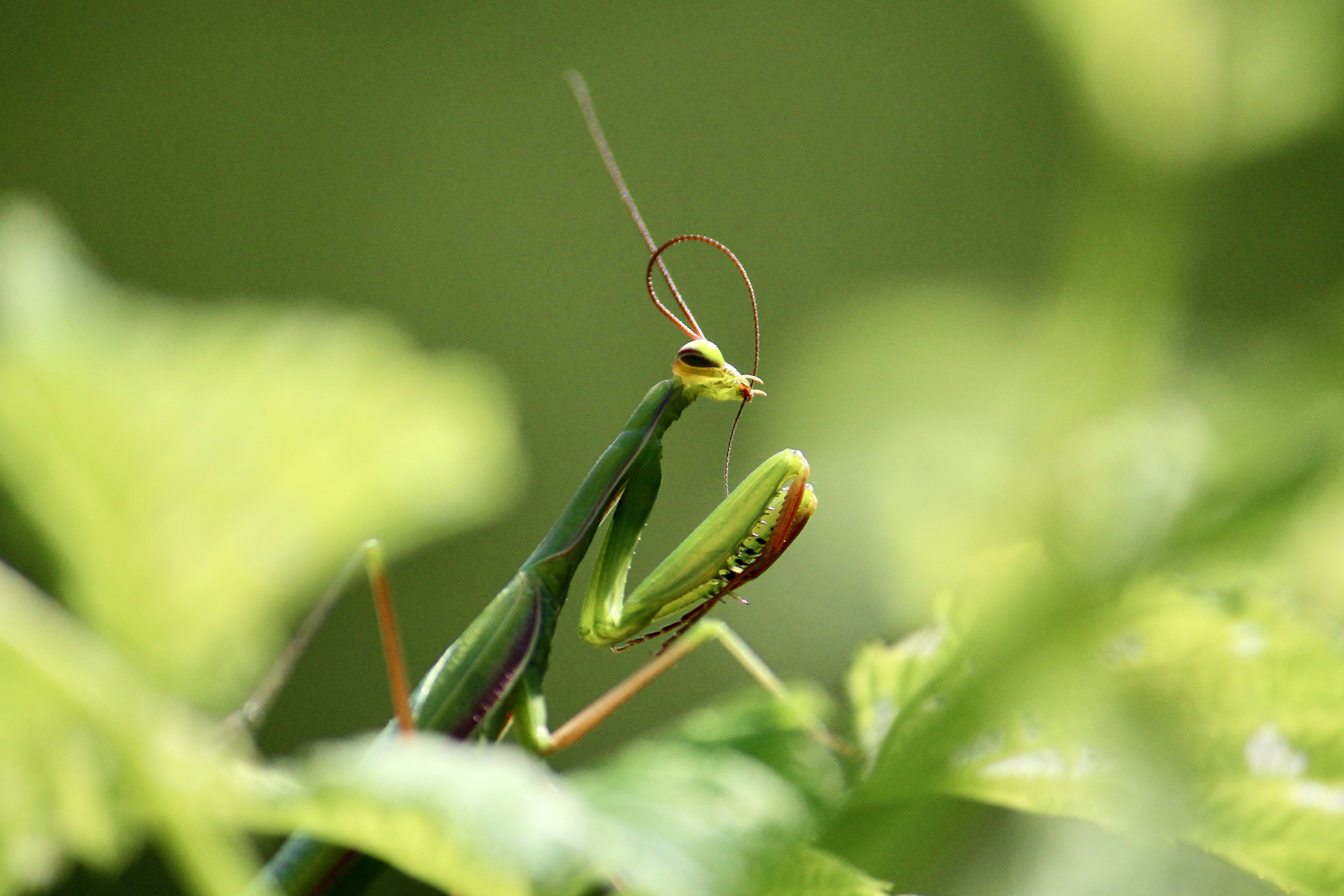 Foto Un primer plano de una mantisa religiosa en una planta – Imagen ...