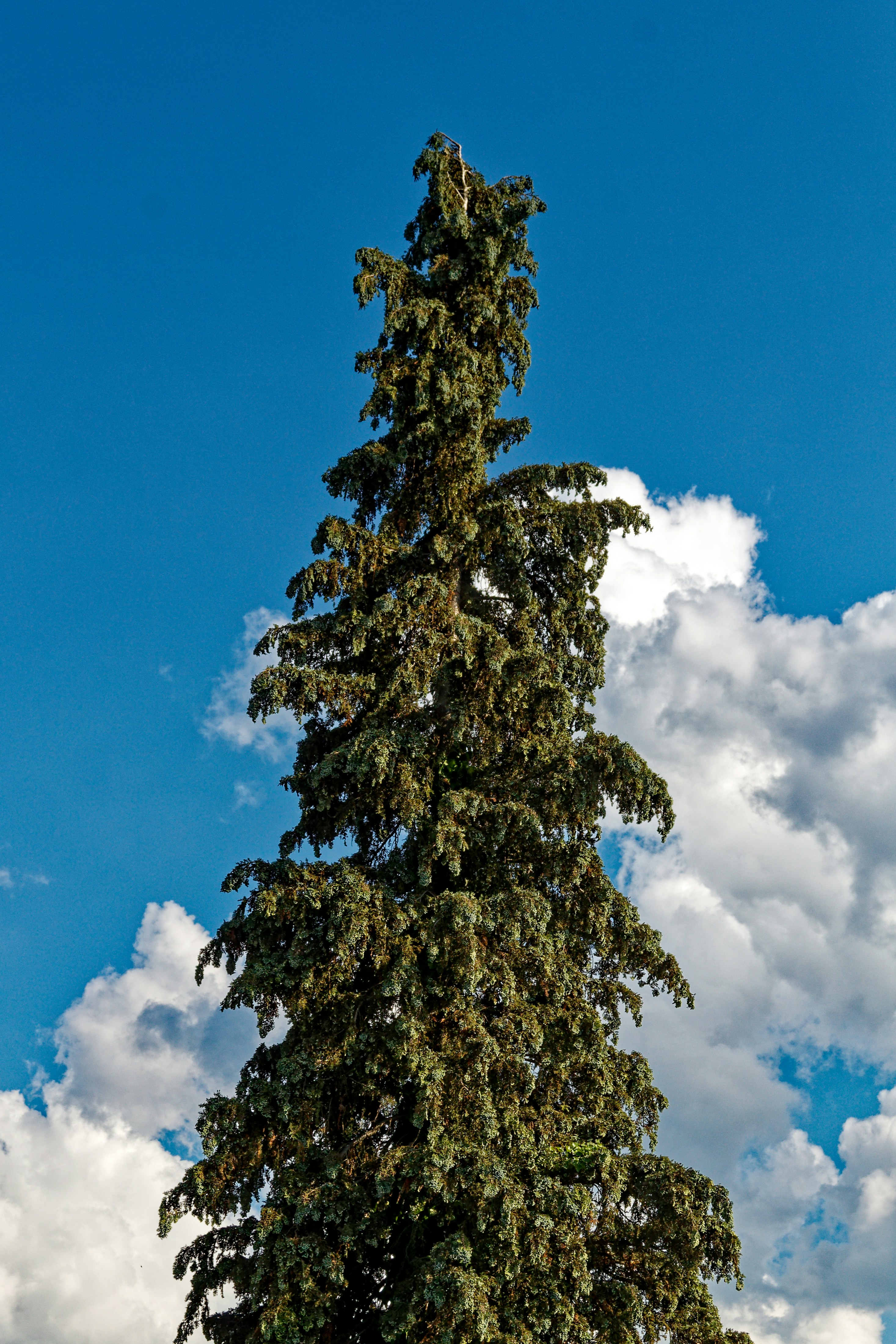 a very tall tree sitting in the middle of a park
