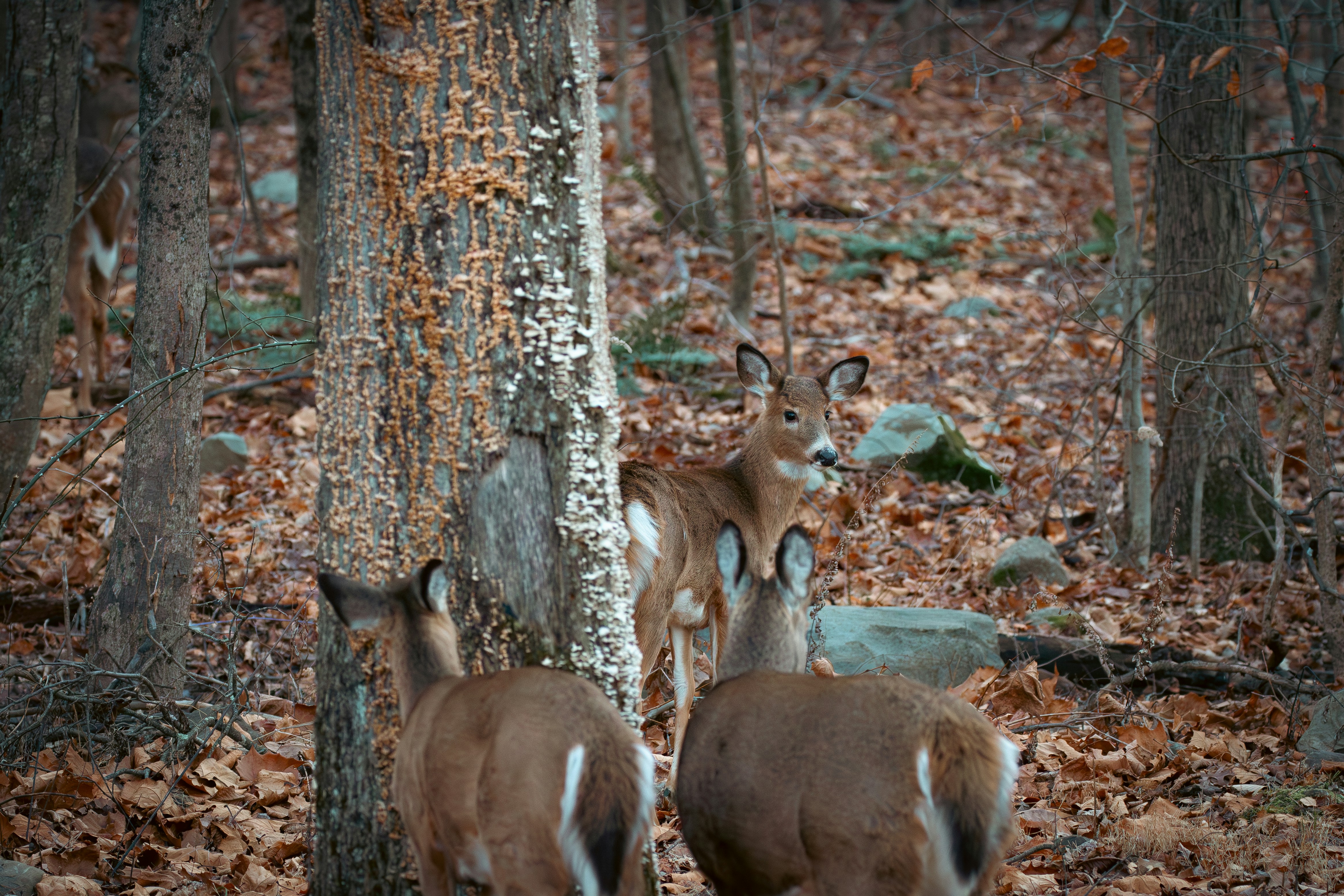 Two deer standing next to each other in a forest photo – Free Hudson ...