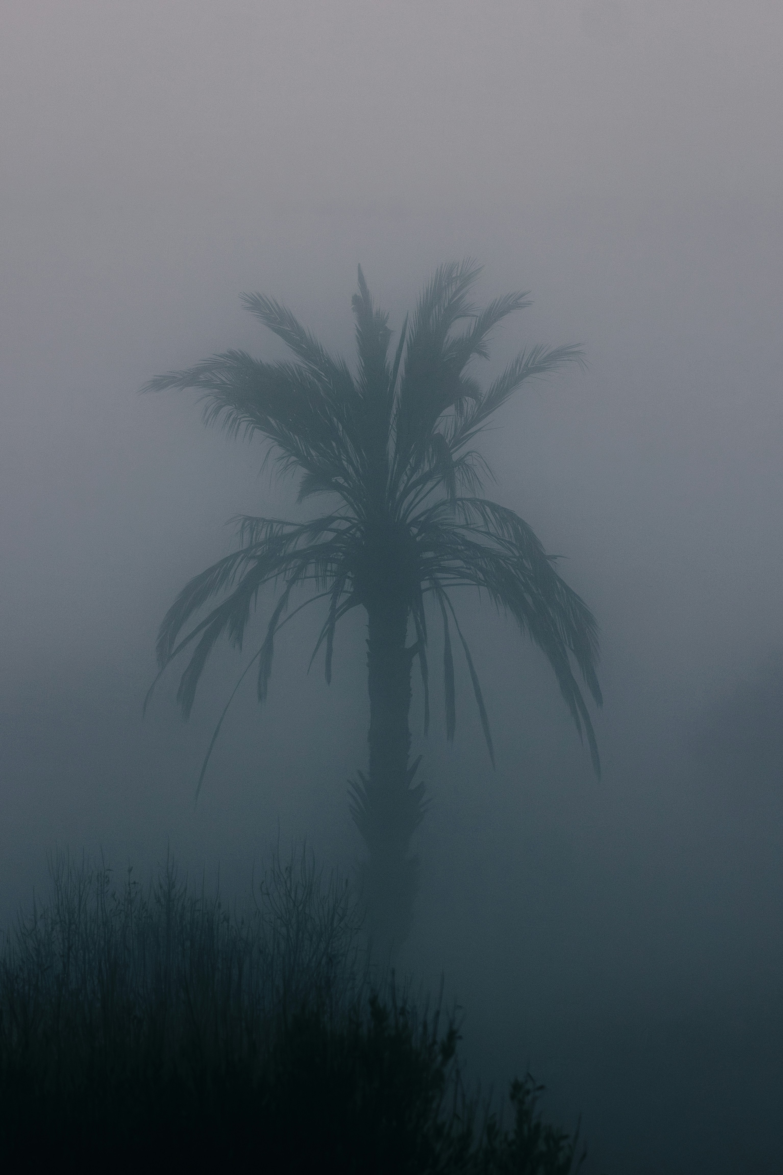 Palm in the Mist: A Solitary Silhouette Emerges Through Blue Fog