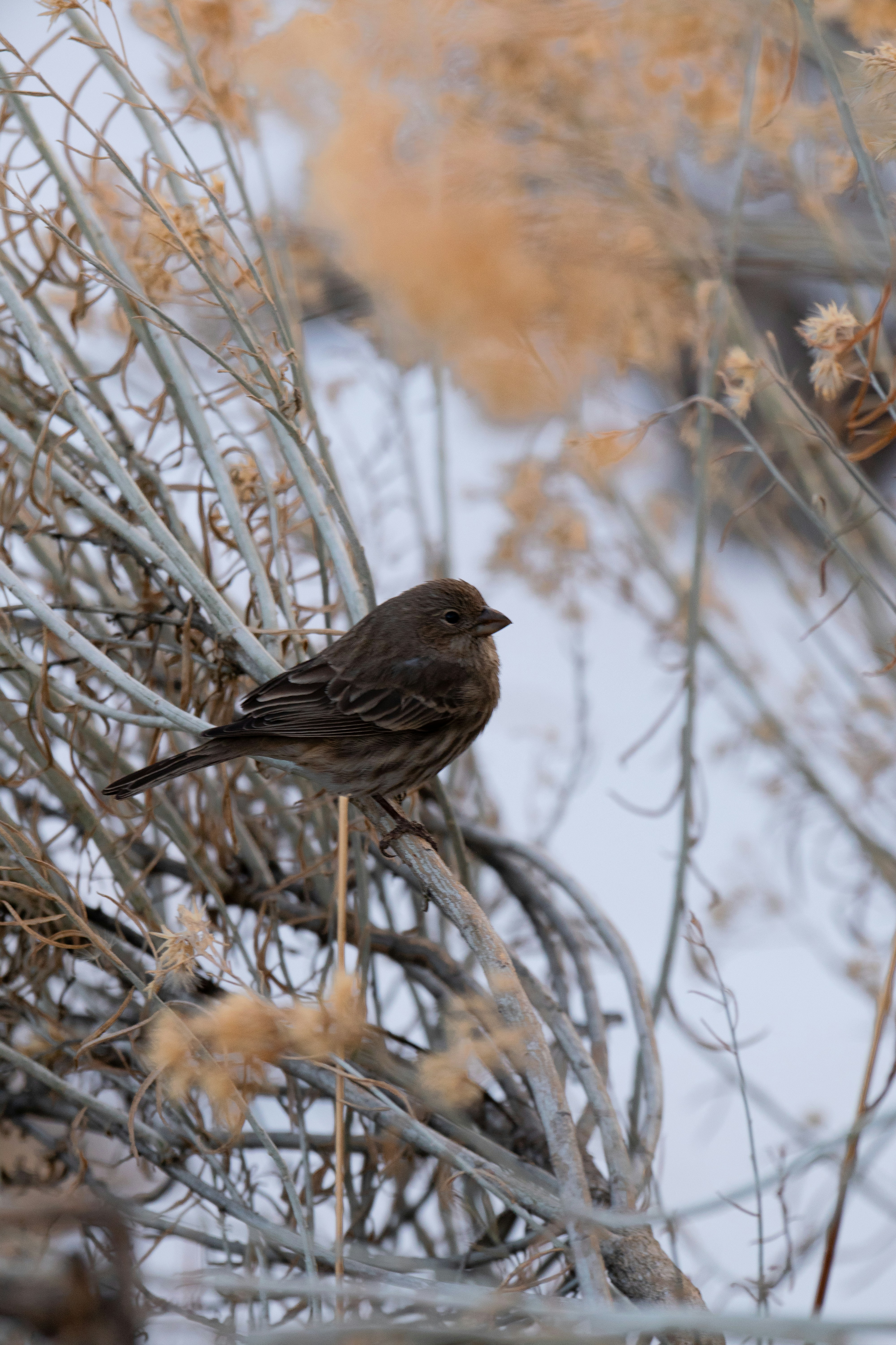 Winter Perch: A Dark Finch Amid Frosted Reeds