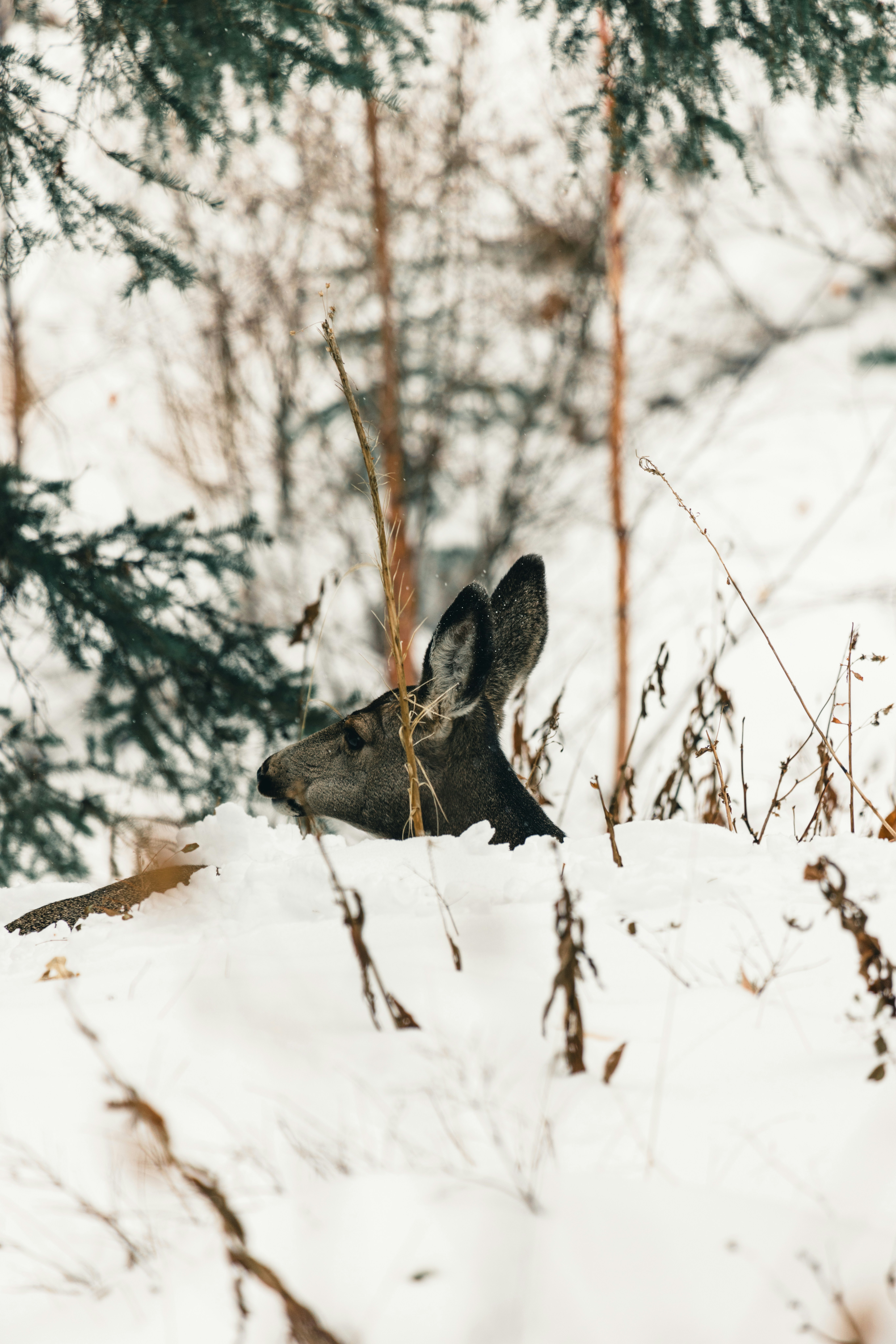 A deer laying in the snow in front of a tree photo – Free Outdoors ...