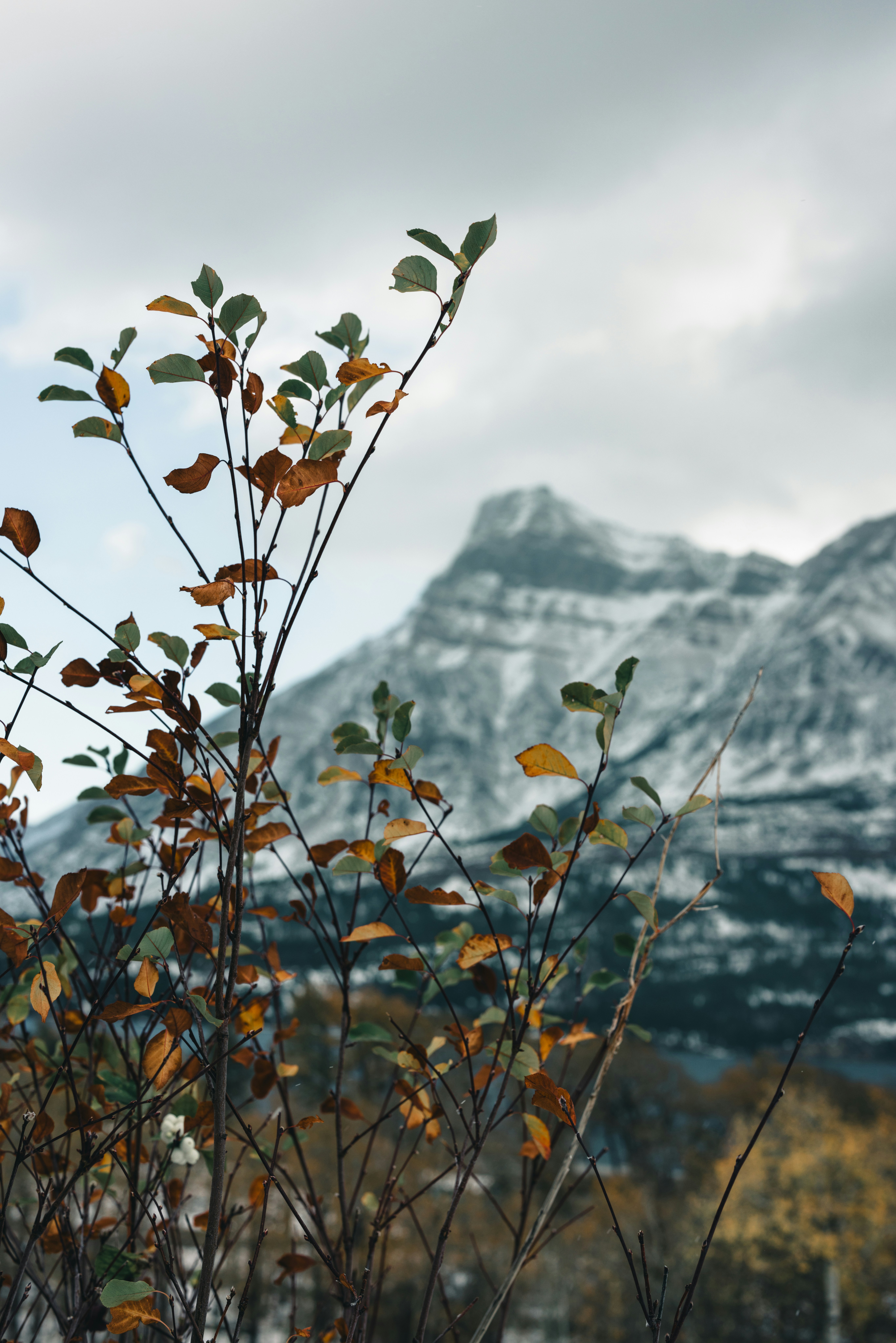 Left-Frame Foliage Framing a Snowy Mountain Horizon