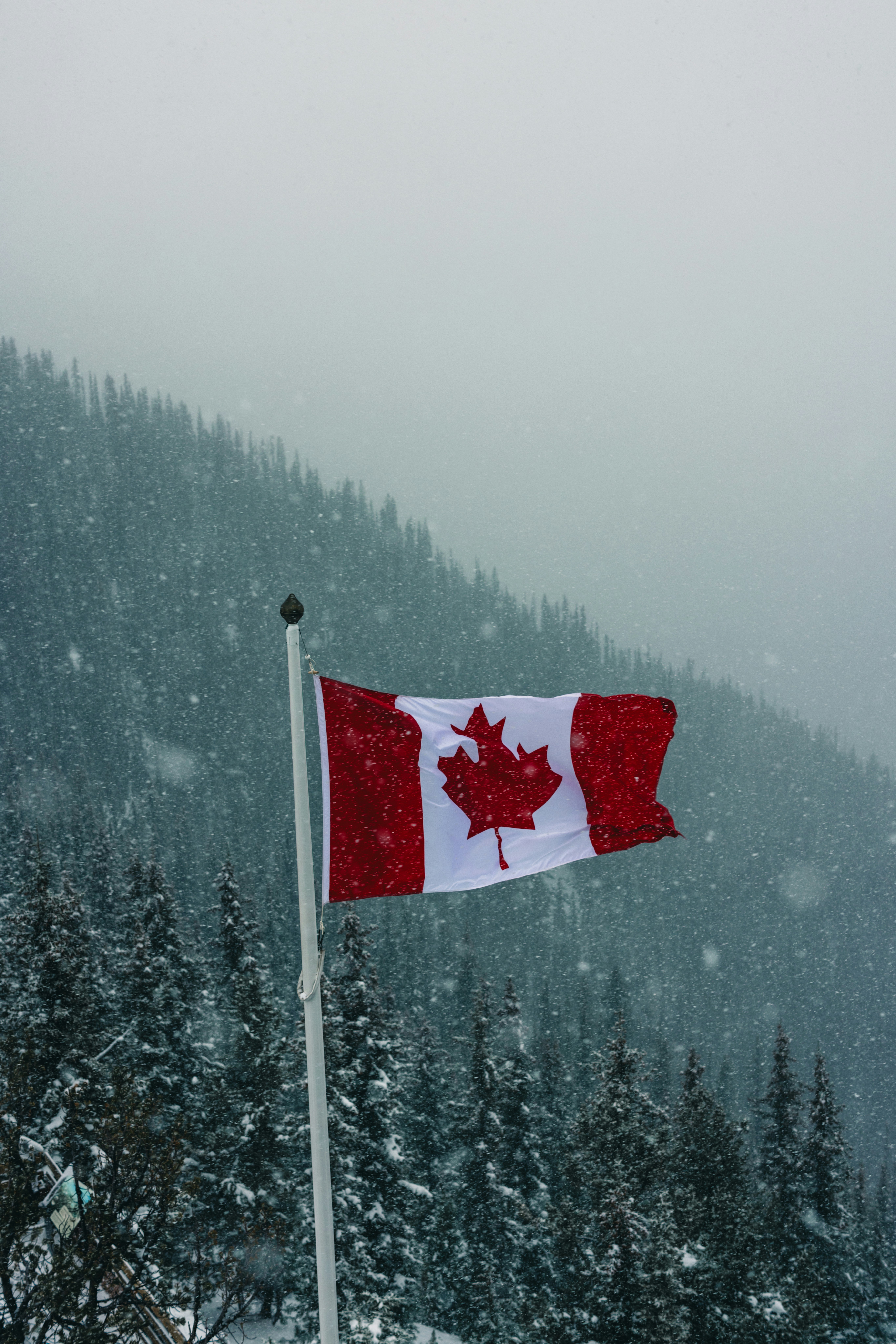 Pole of Red in White Silence: Canada's Flag Over a Snowbound Forest