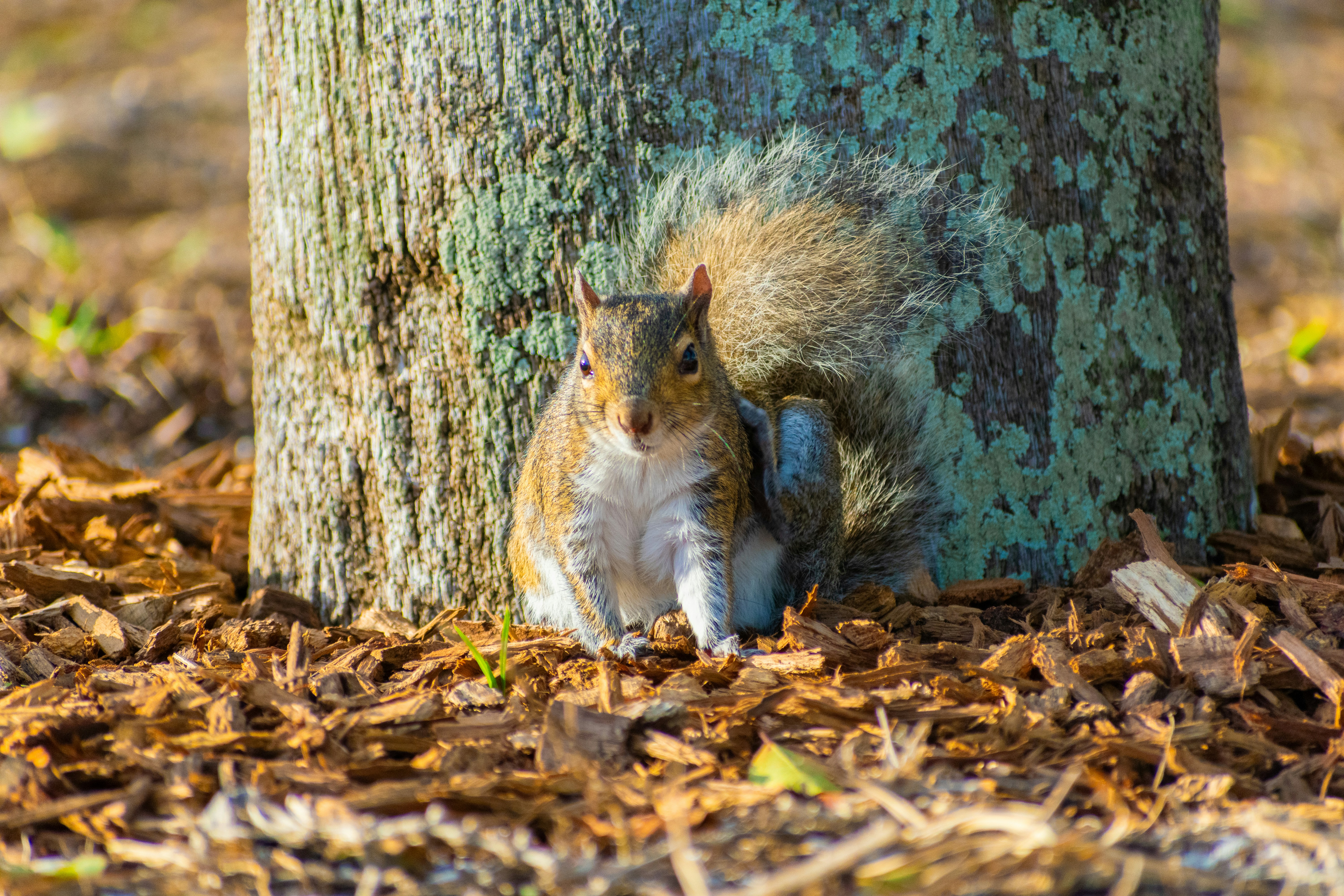 A squirrel rests against the base of a tree, surrounded by a bed of wood chips in a sunlit forest. The scene captures the tranquility of nature.