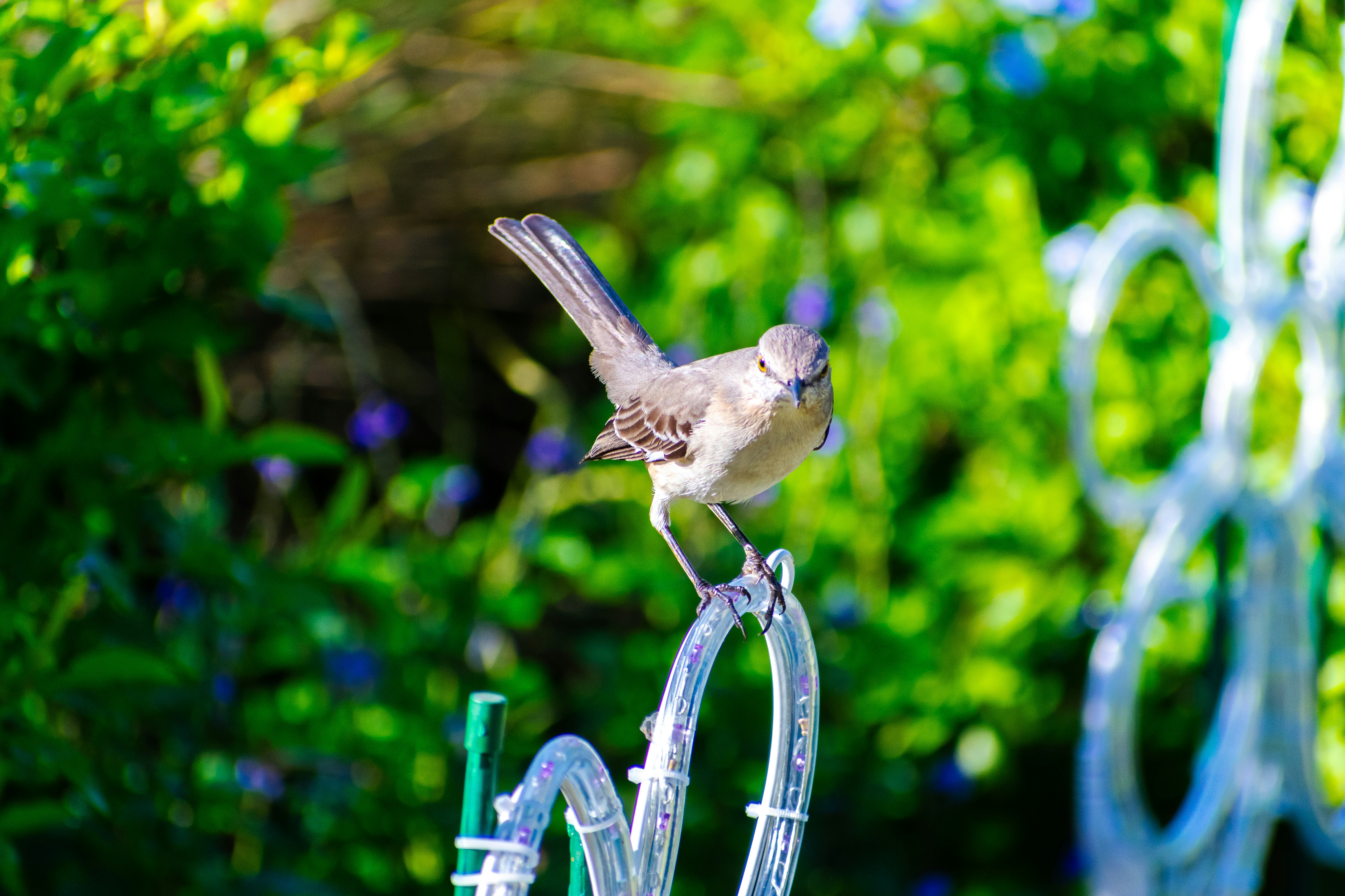 Sparrow on a Garden Loop: Quiet Moment Amid Verdant Blur
