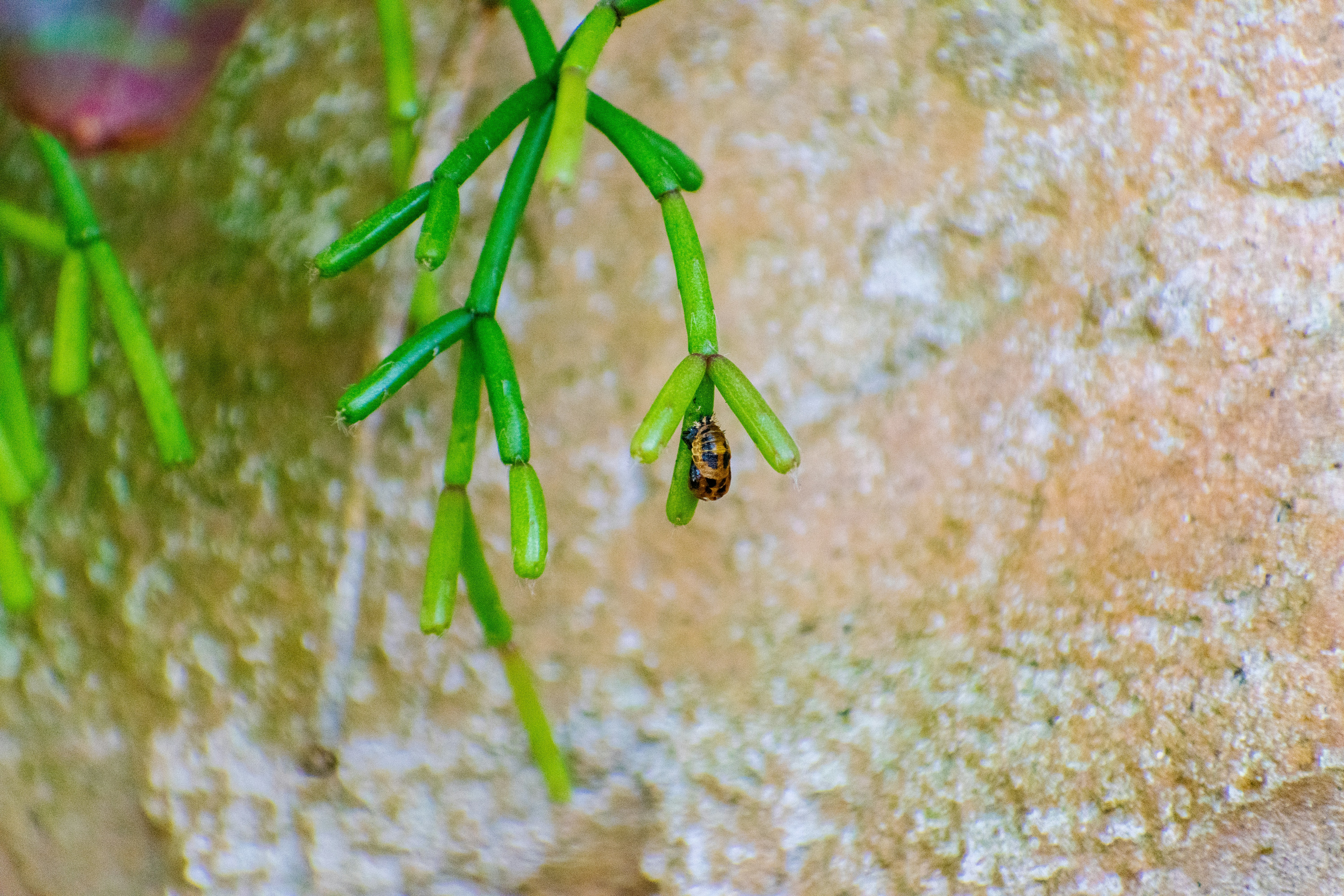 Emerald Sprigs and a Tiny Beetle: Macro Moment on Weathered Stone