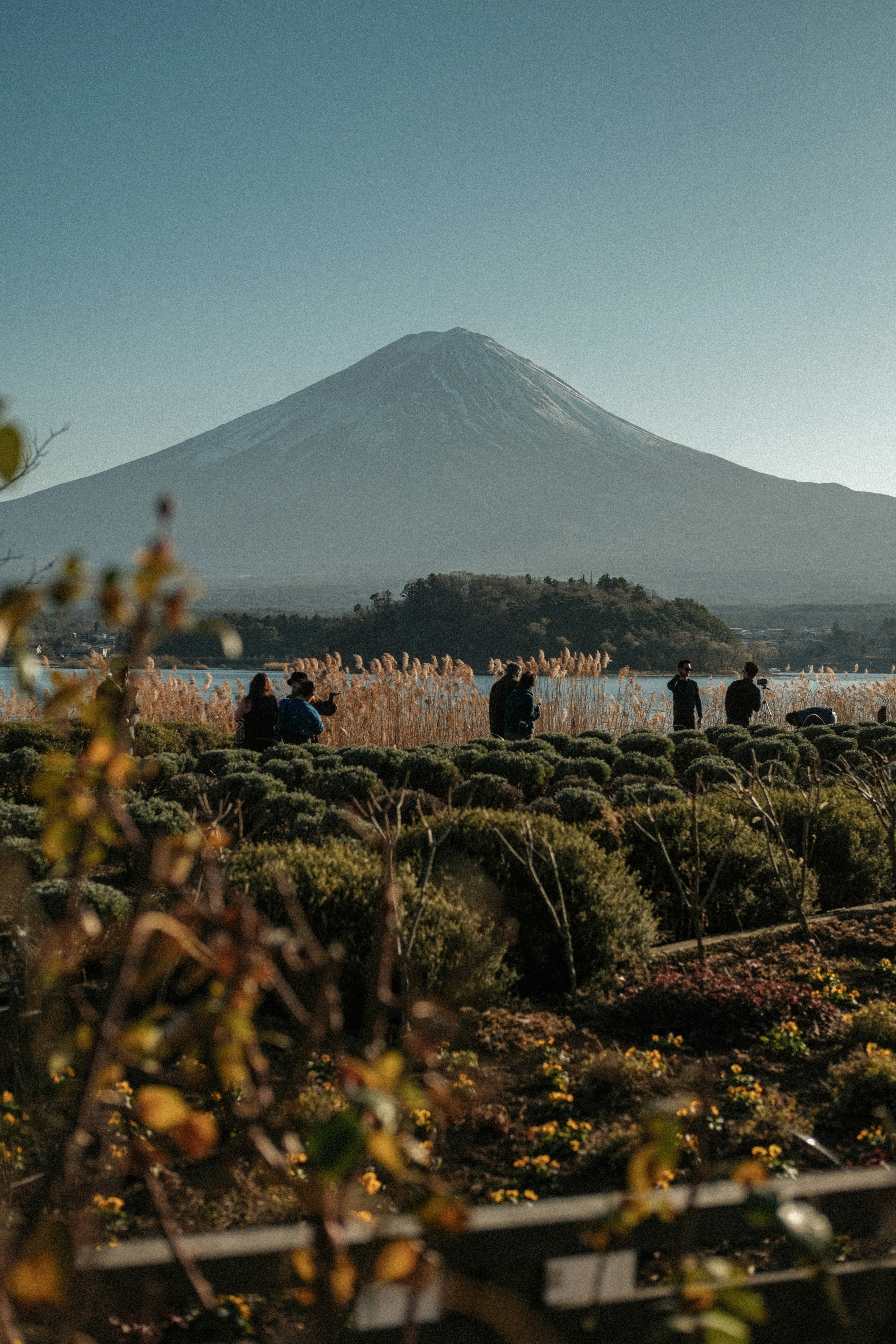 Lakeside Garden Silhouettes as Mount Fuji Emerges on the Horizon
