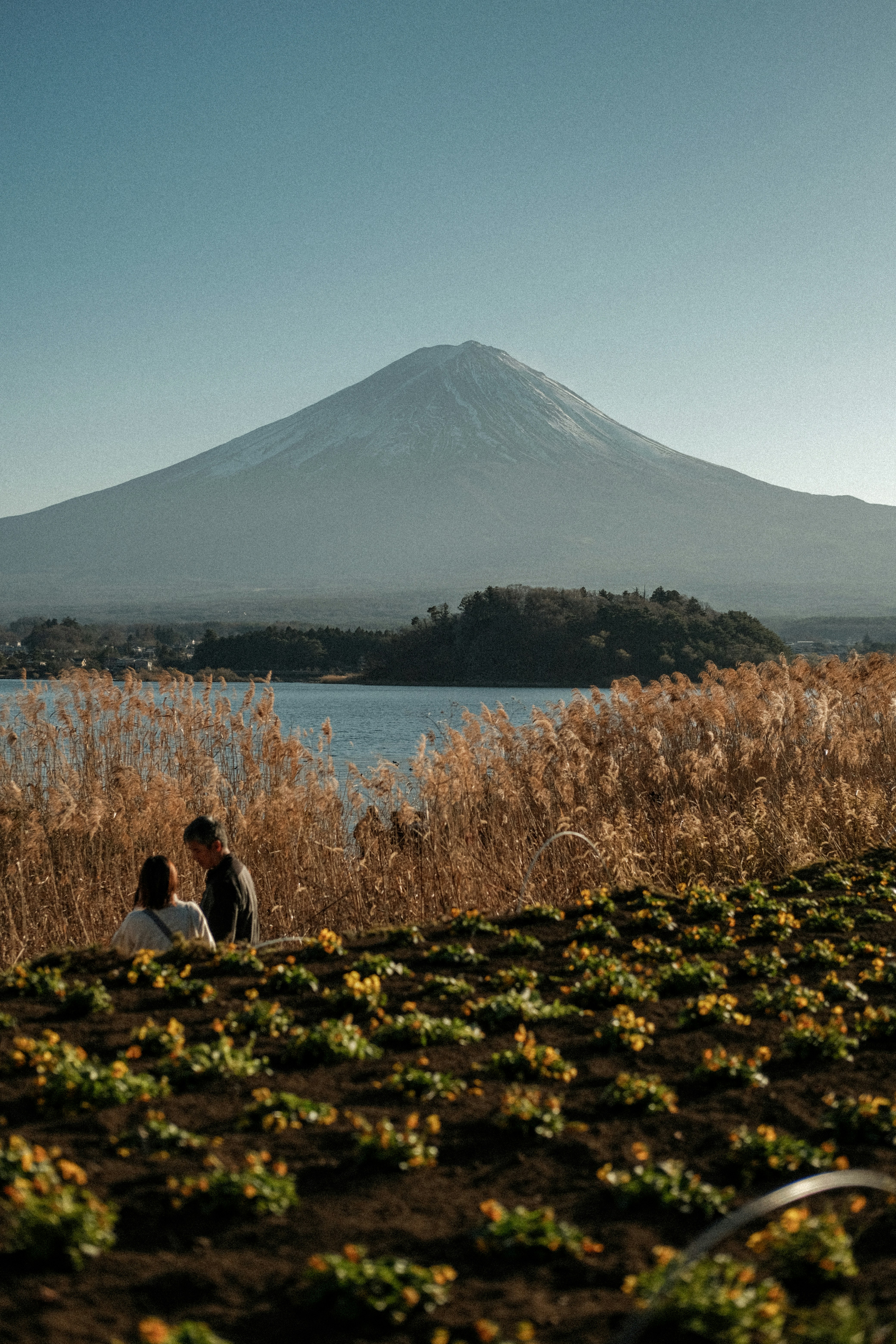 Mt. Fuji in the field of blossoming crops and a quiet couple