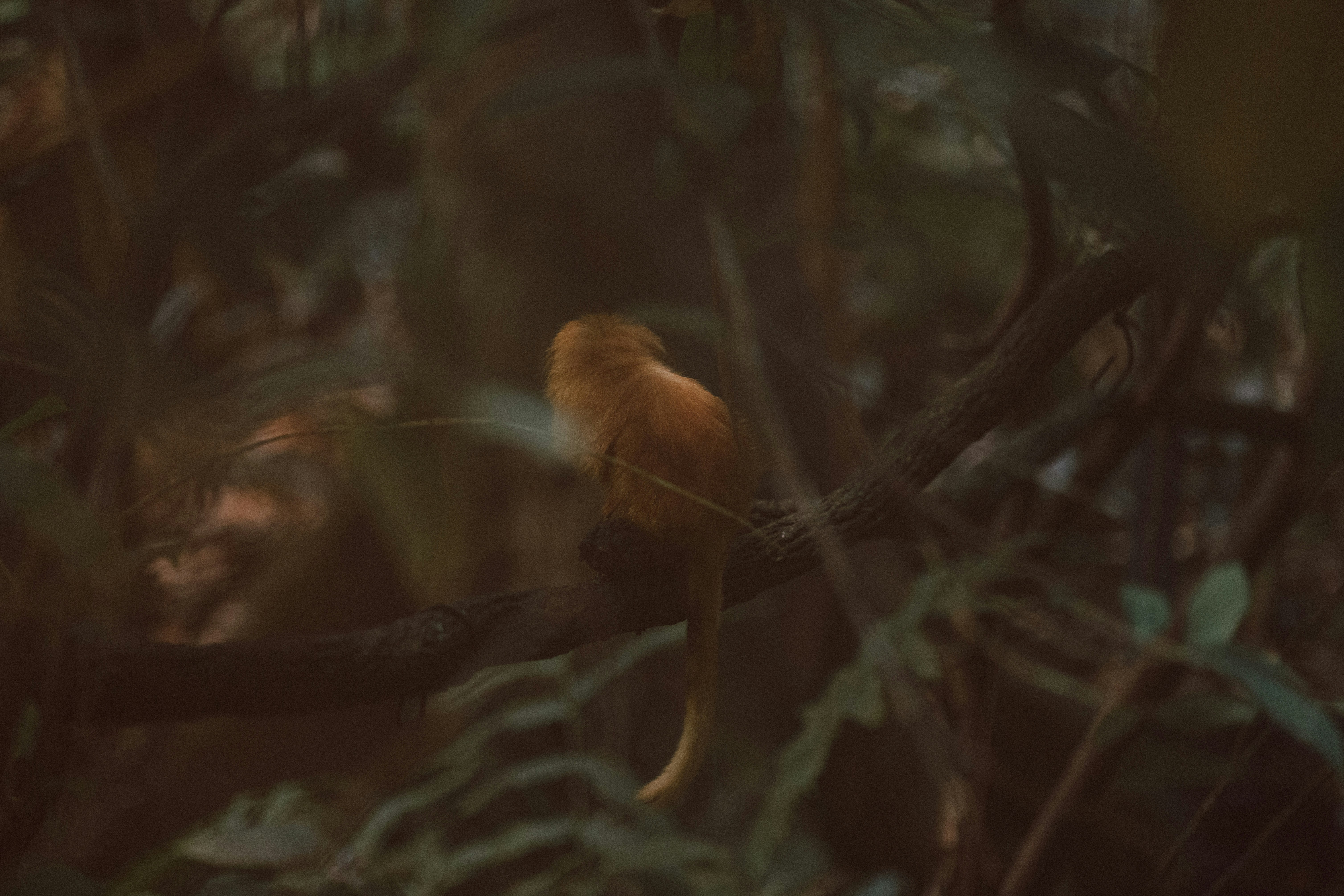 Silent Red Tail in the Rainforest Twilight