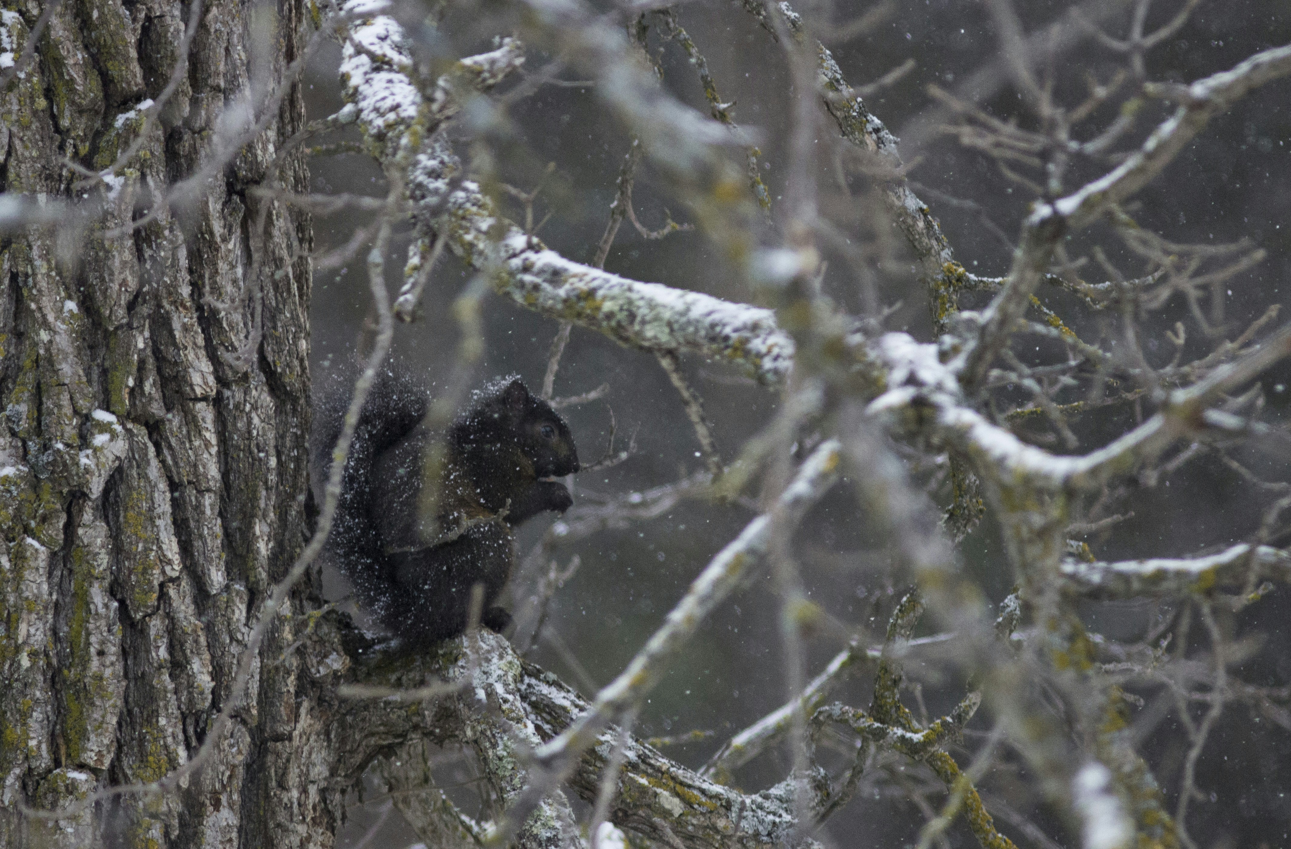 Hidden Black Bear Cub Amid Snow-Flecked Branches