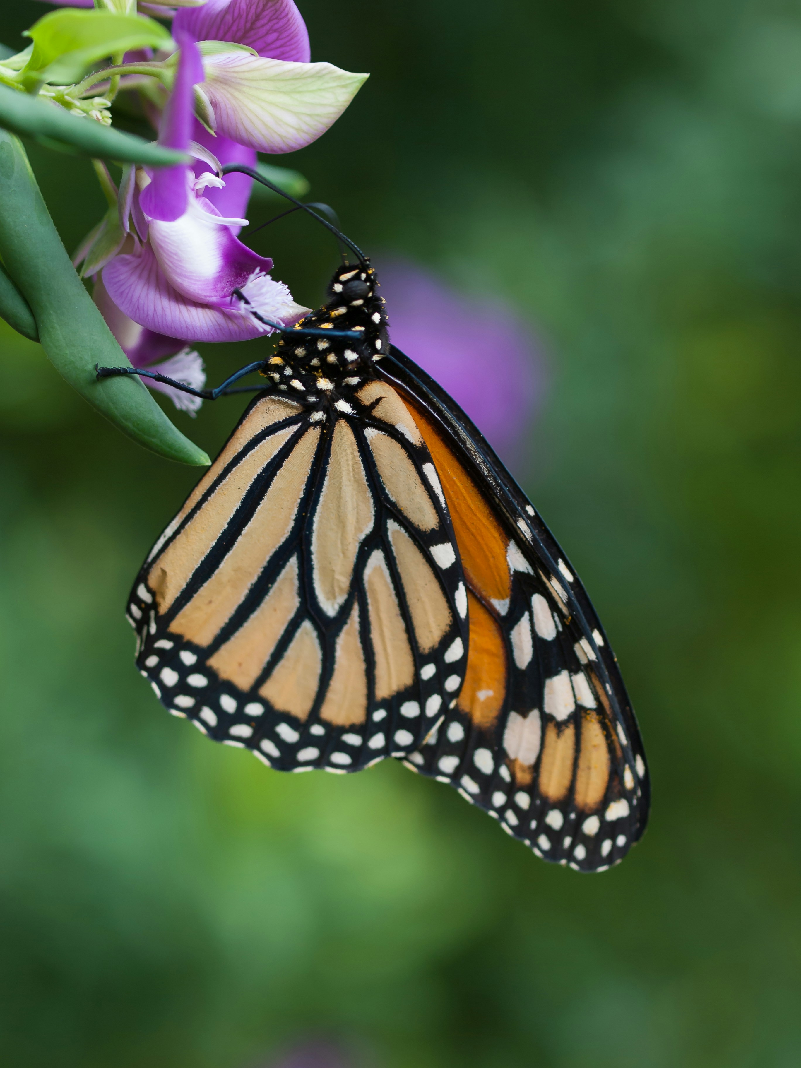 Monarch Butterfly
