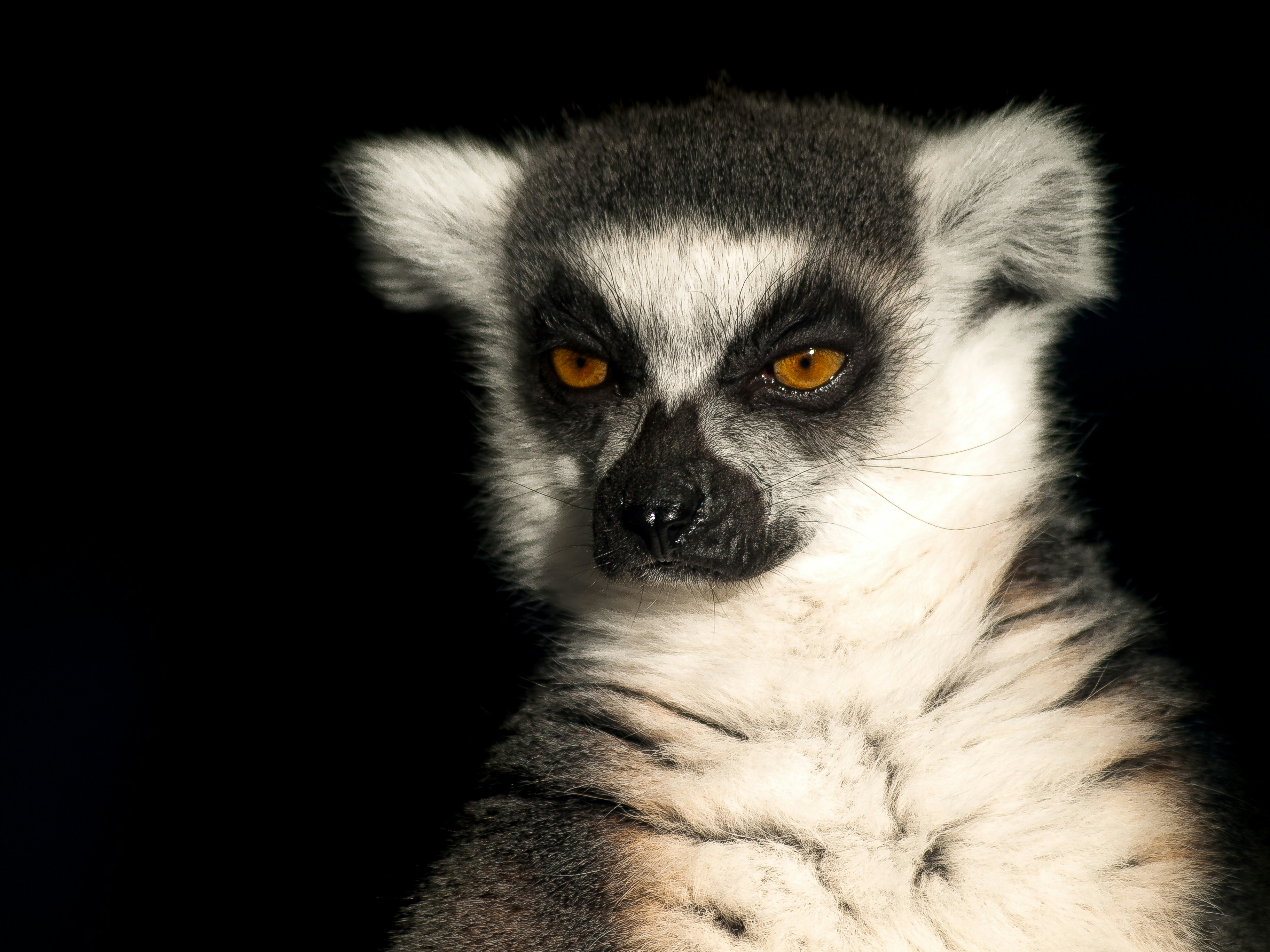 Ring-tailed Lemur