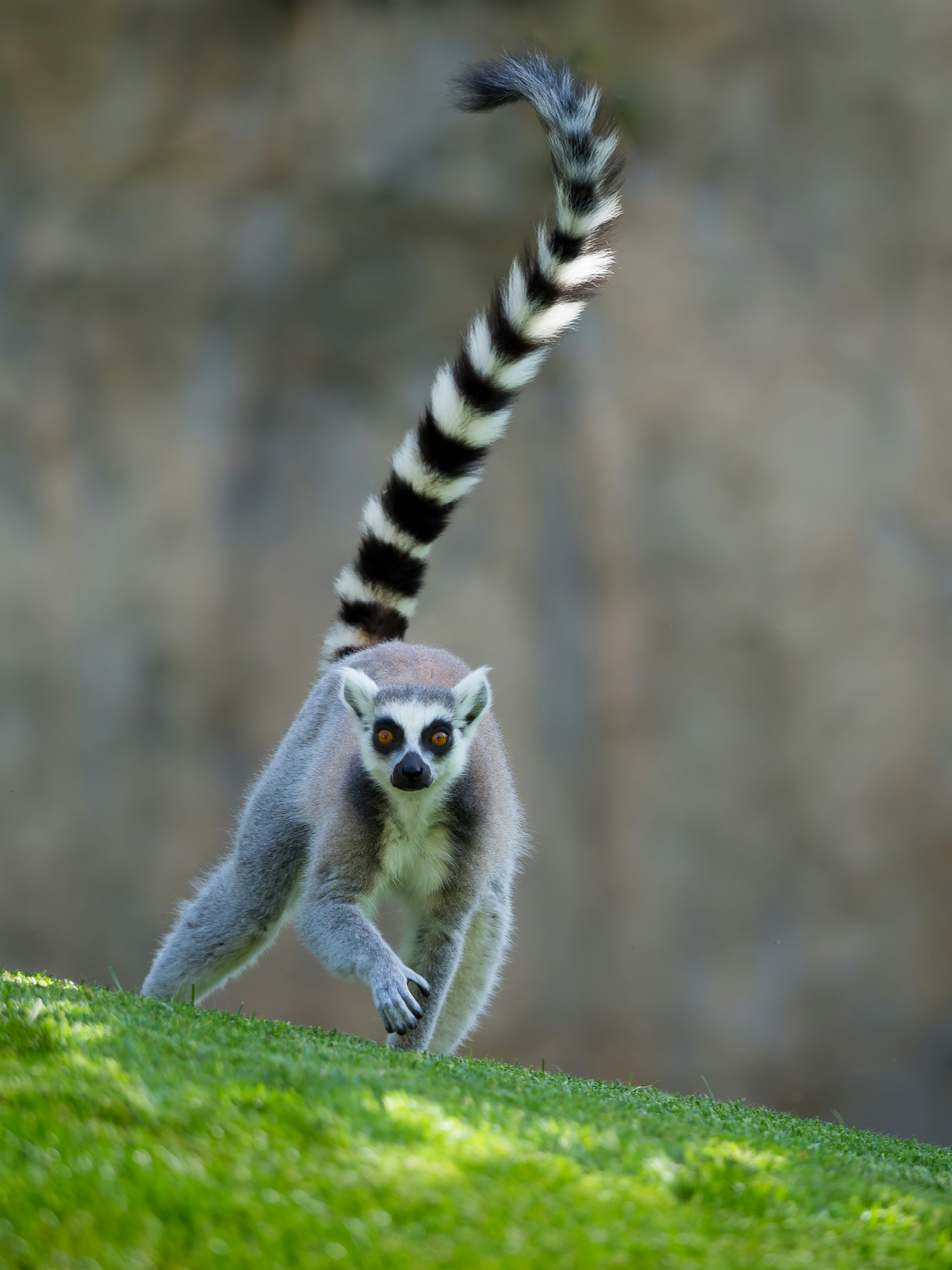 Ring-tailed Lemur | a ring tailed lemur running on a grassy hill