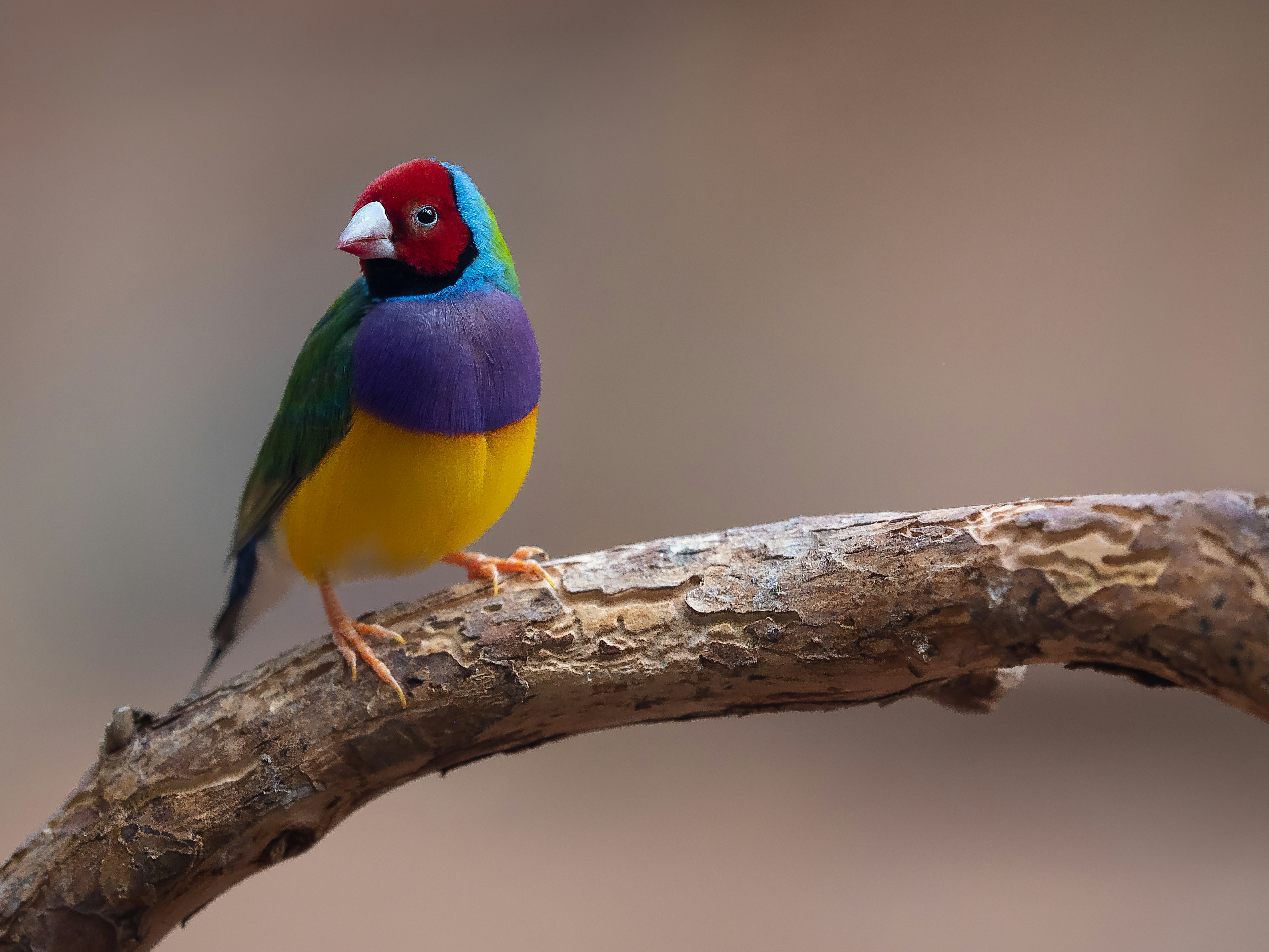Gouldian Finch | a colorful bird perched on a branch of a tree