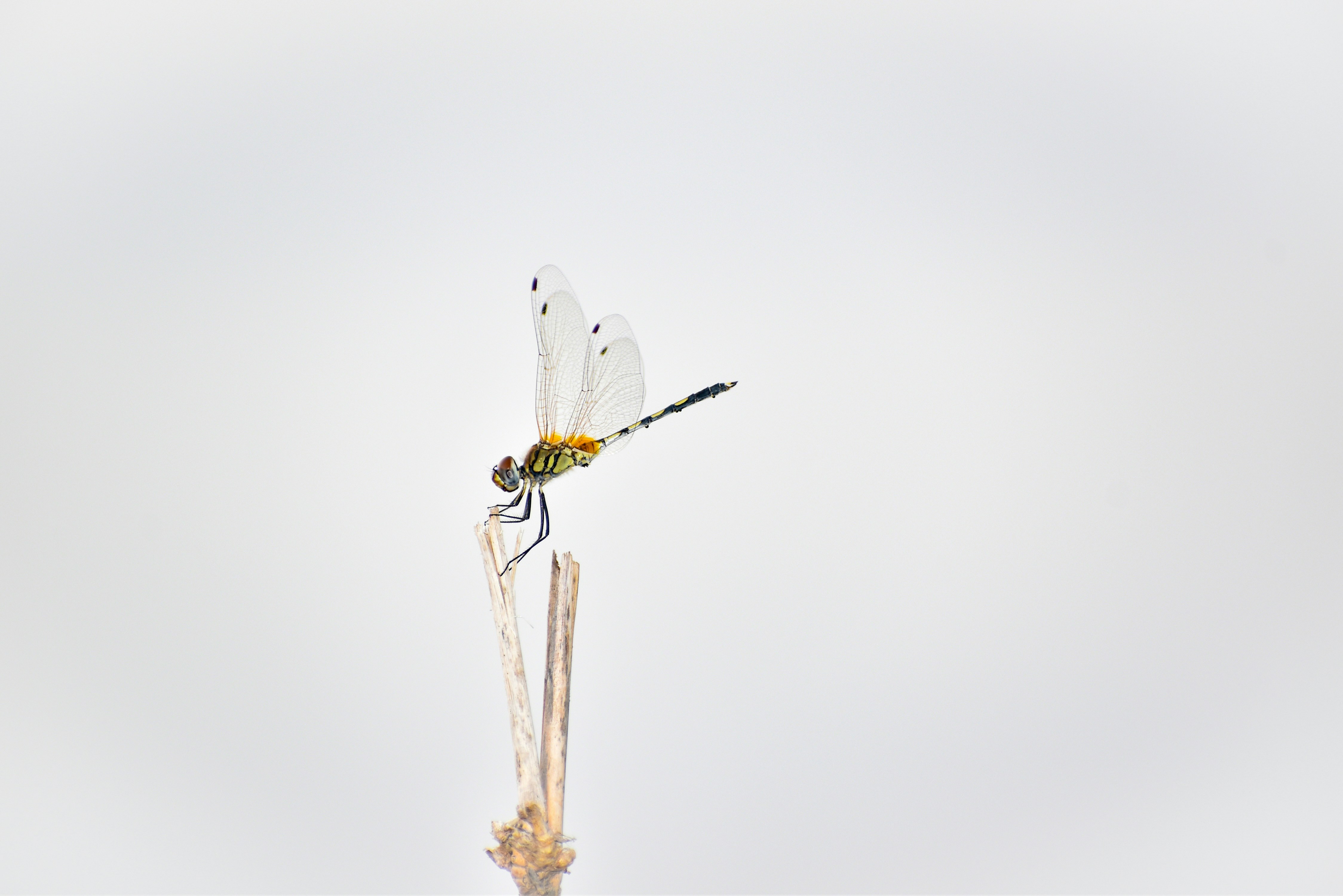 Dragonfly on a Pale Reed: a Minimalist Close-Up Against a Bright Canvas