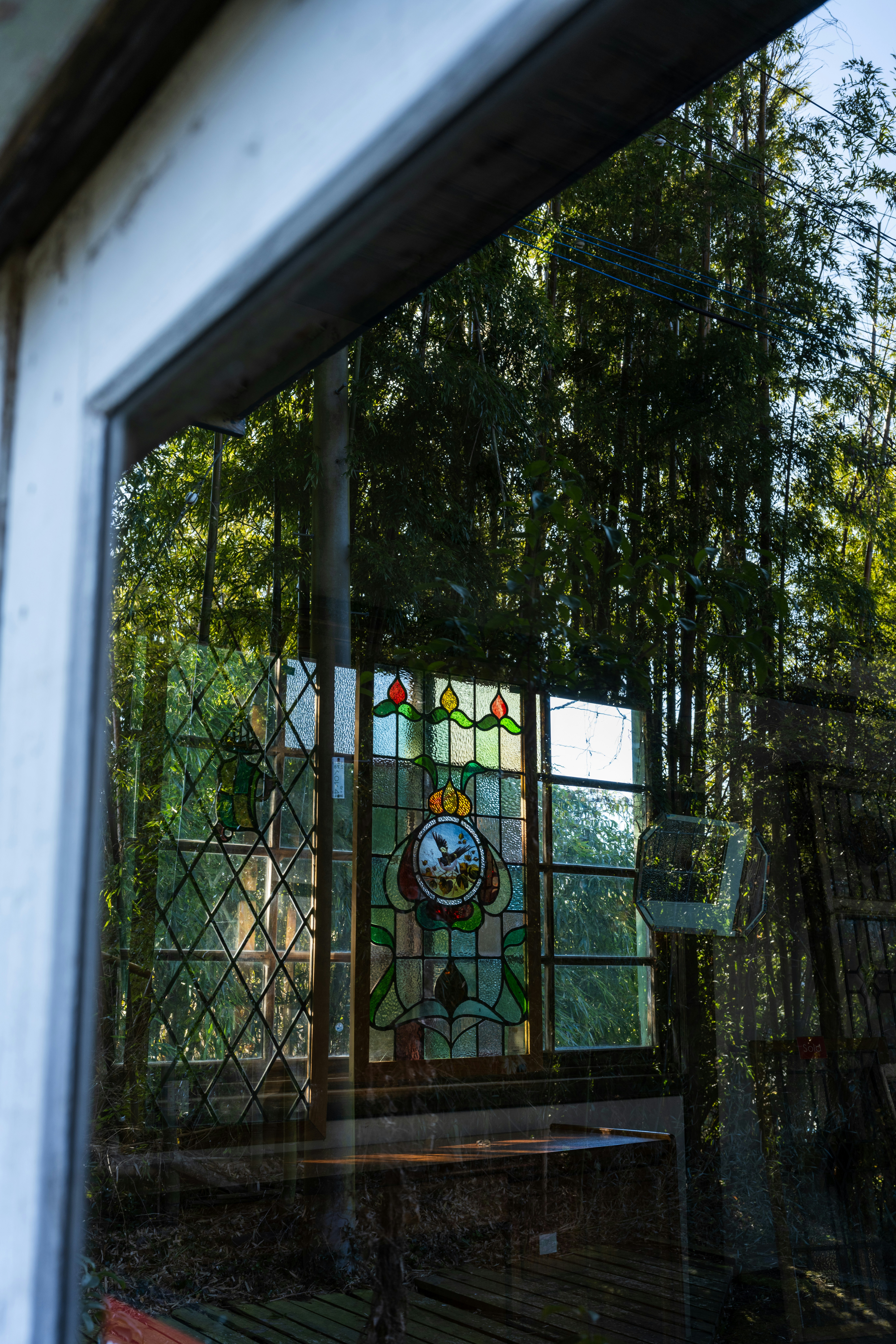 Stained Window Echoes: Forest Light Through Colored Glass