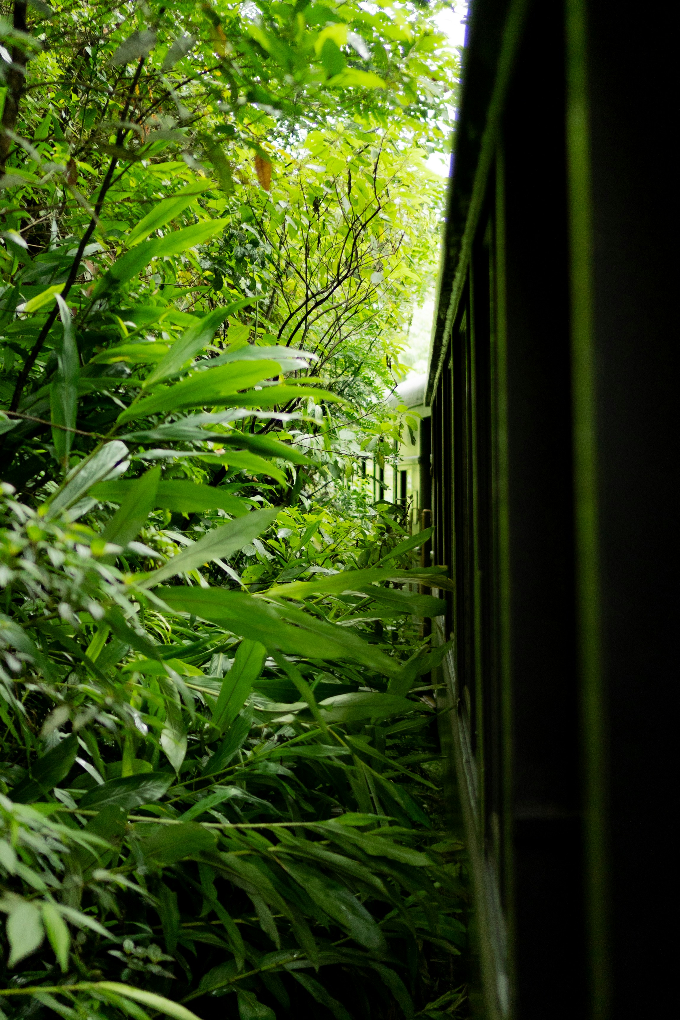 Overgrown Threshold: A Narrow Green Passage Framed by Shadow