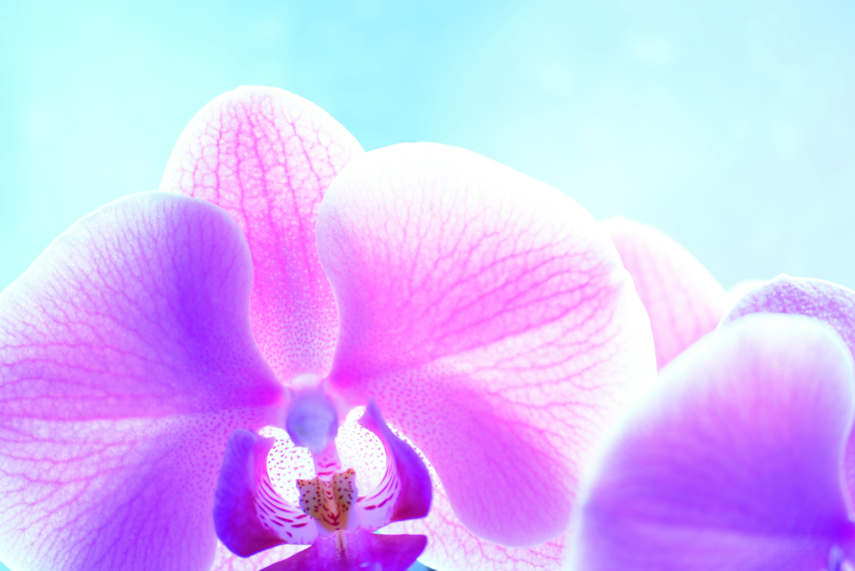 A close up of a pink flower with a sky background photo – Free Pink ...
