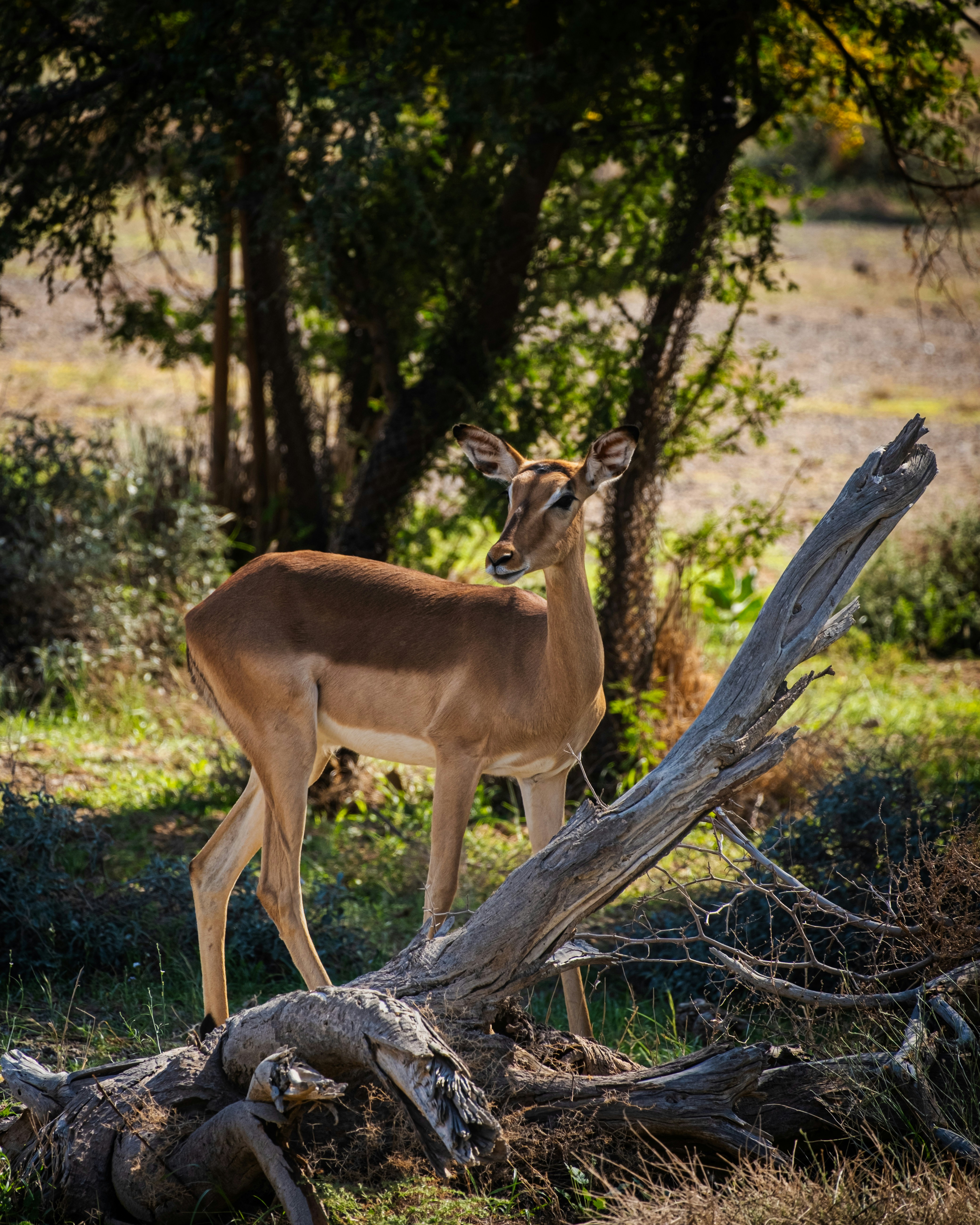 A deer standing next to a fallen tree photo – Free Sharjah safari ...