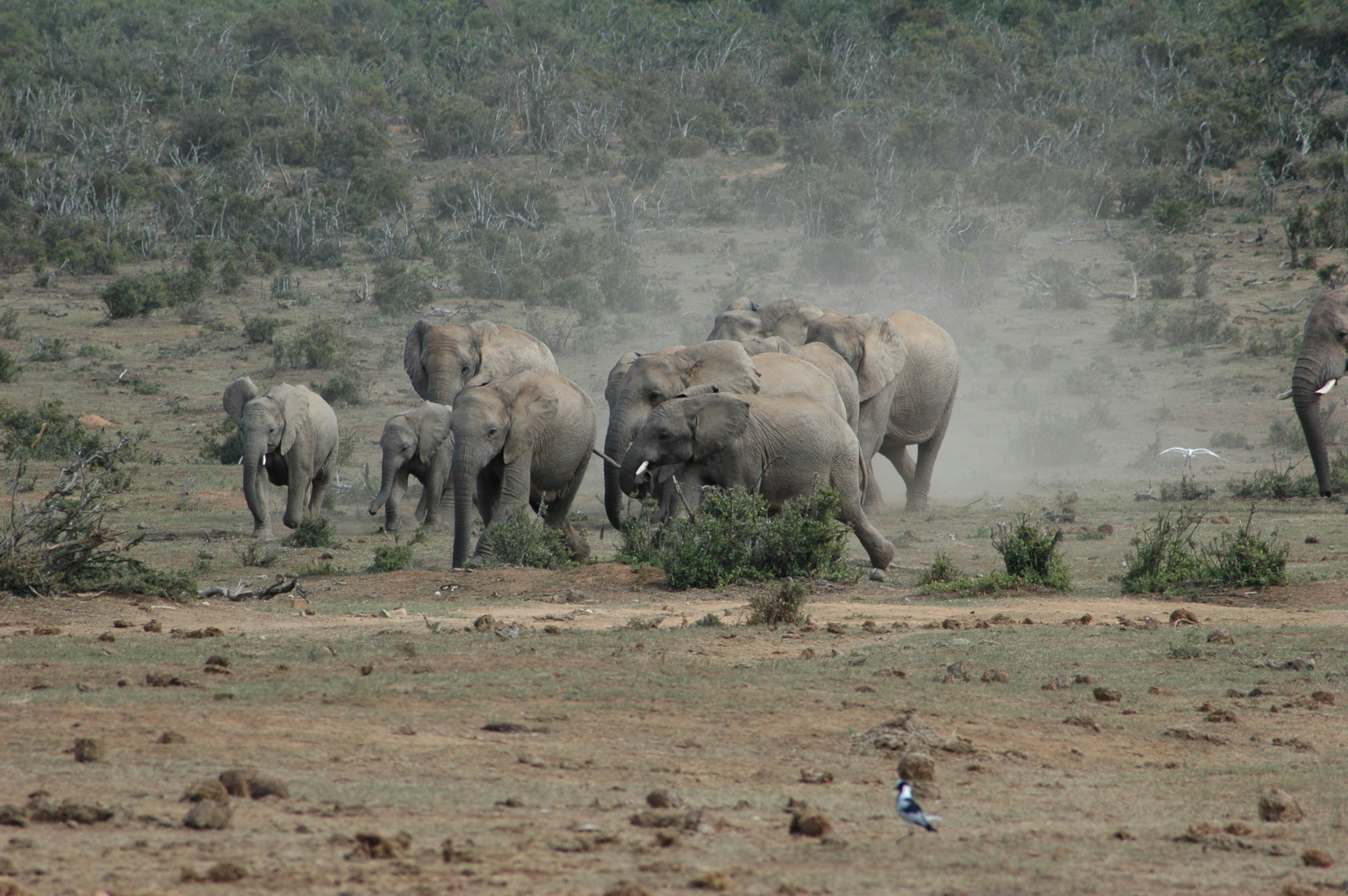 Dust-Cloaked Parade: Elephants Move Across the Savanna with a Ground-Watching Bird
