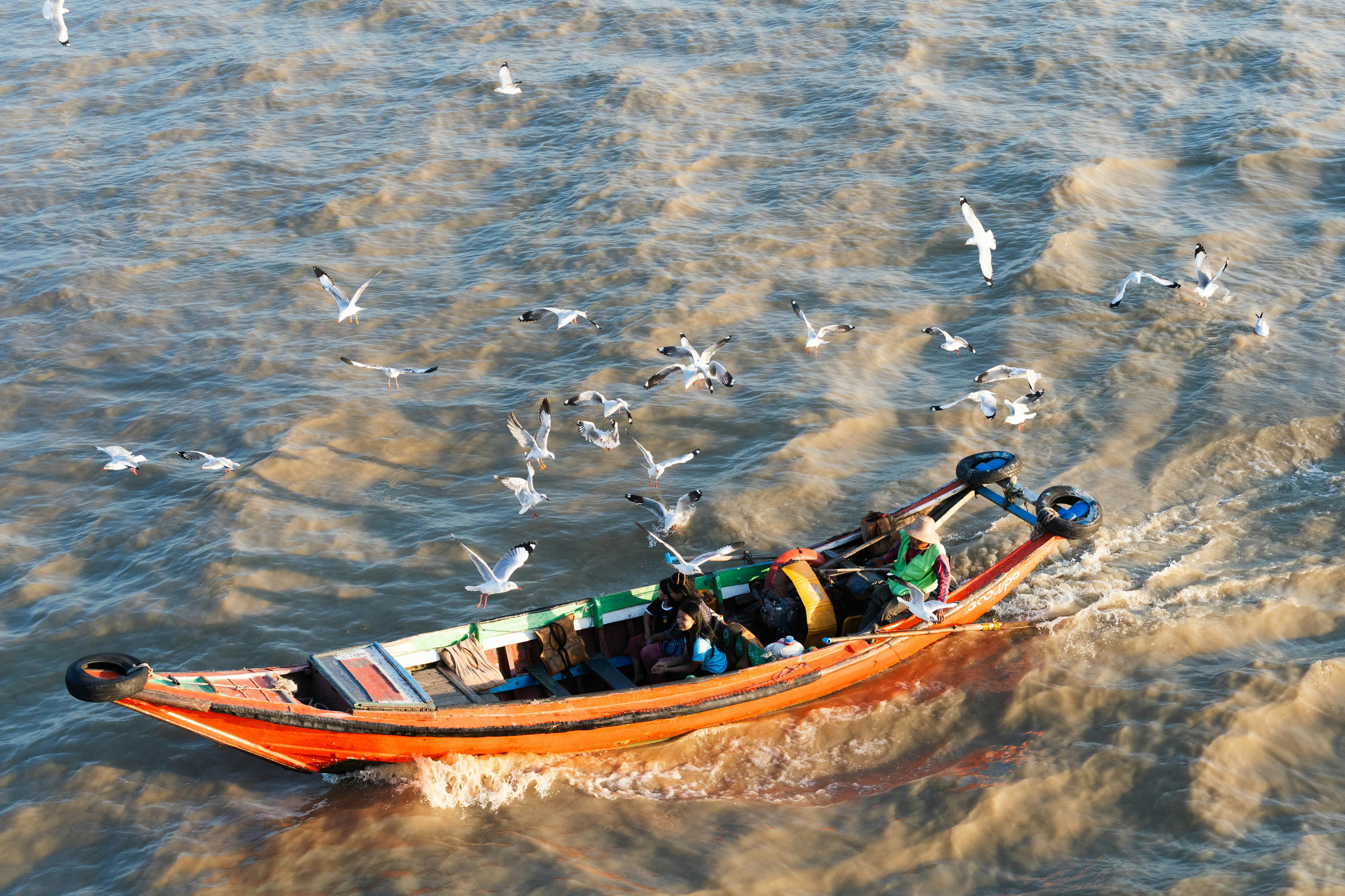 Boat with flocking seabirds