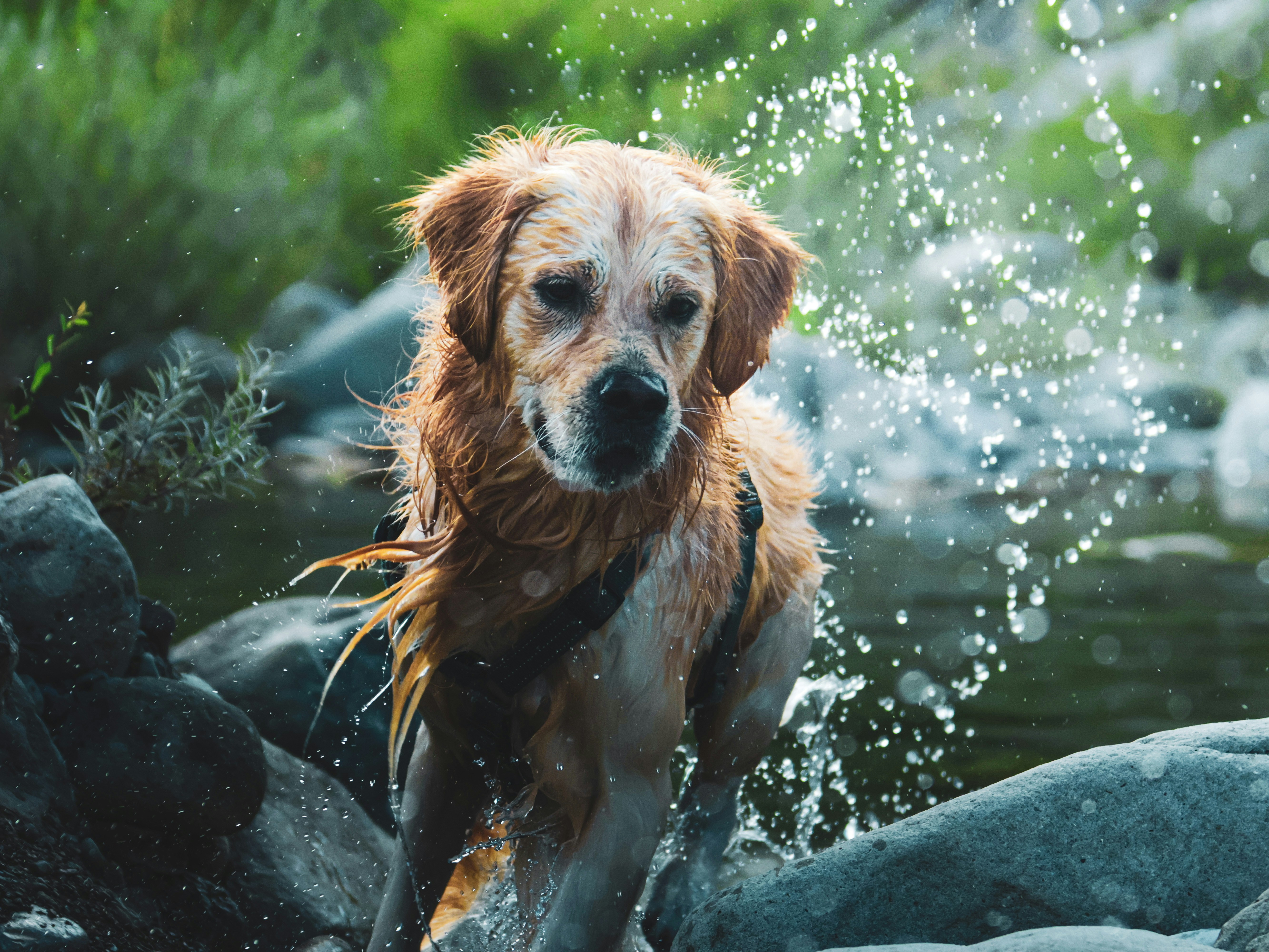 A wet dog running through a stream of water photo – Free Dog Image on ...