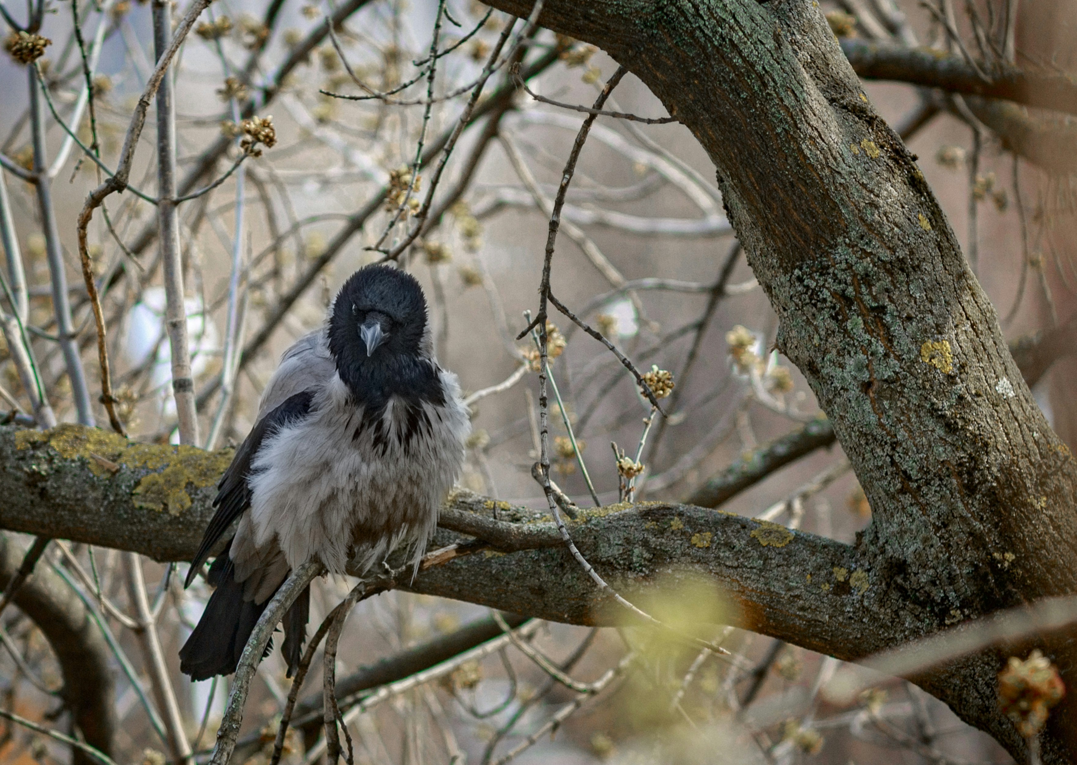 Winter Orchard Crow: A Black Silhouette Clinging to Mossy Limbs