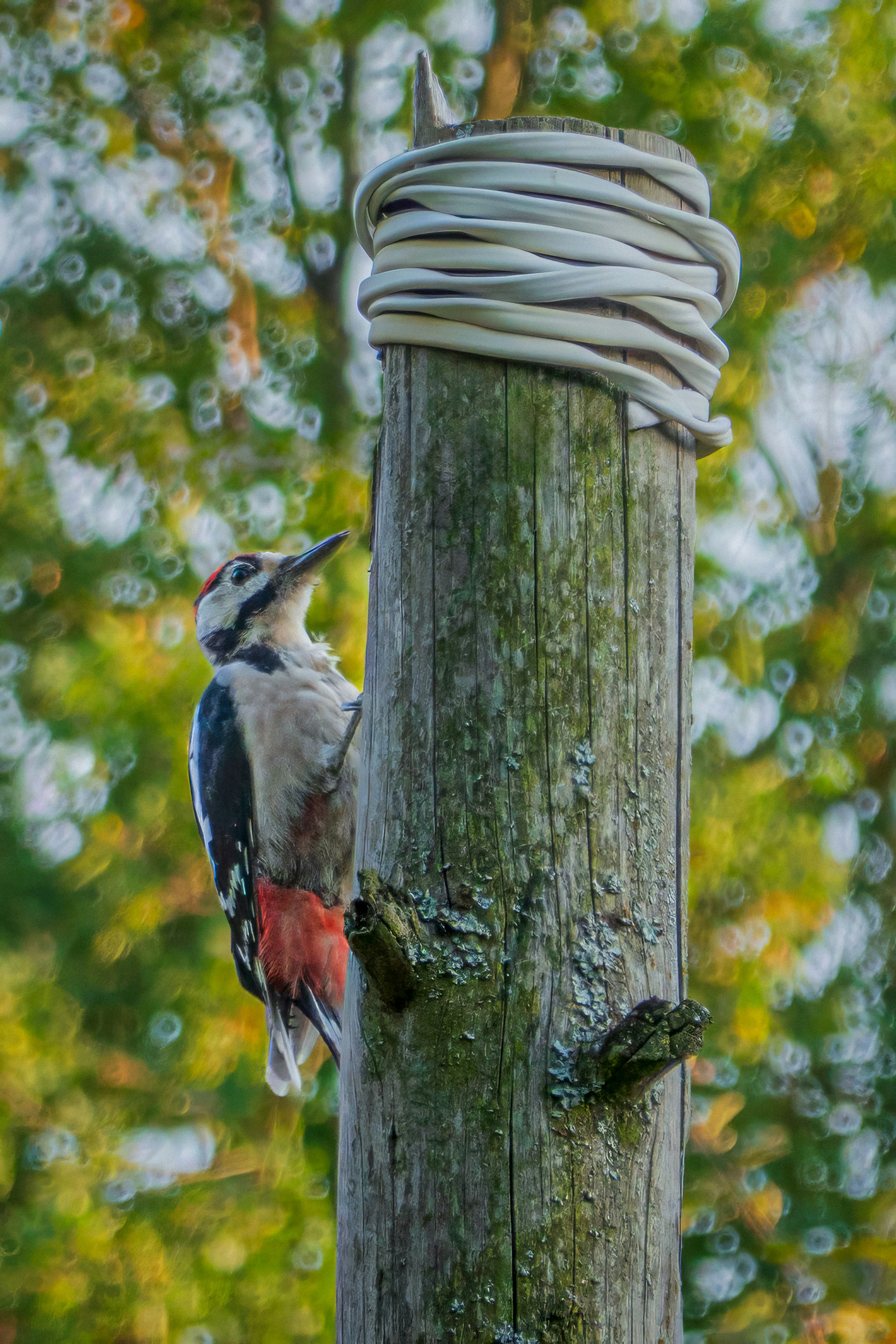 Coiled Cable Sentinel: A Great Spotted Woodpecker Grips a Weathered Post