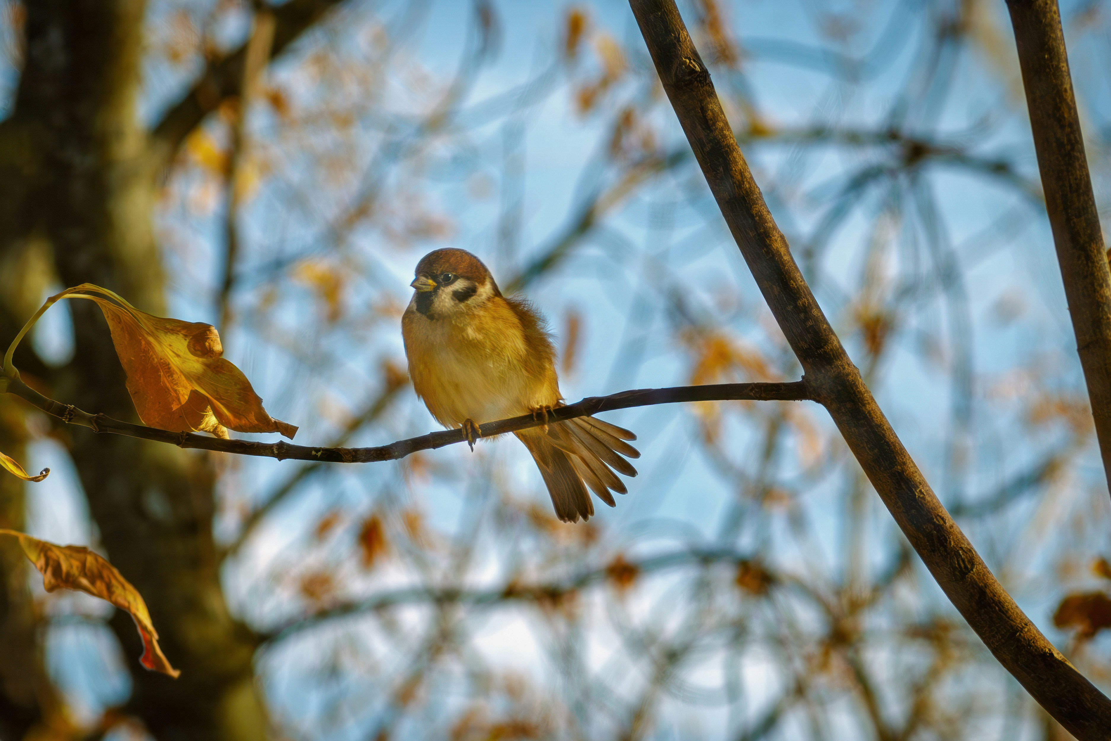 A small bird perched on a branch of a tree photo – Free Avian portrait ...