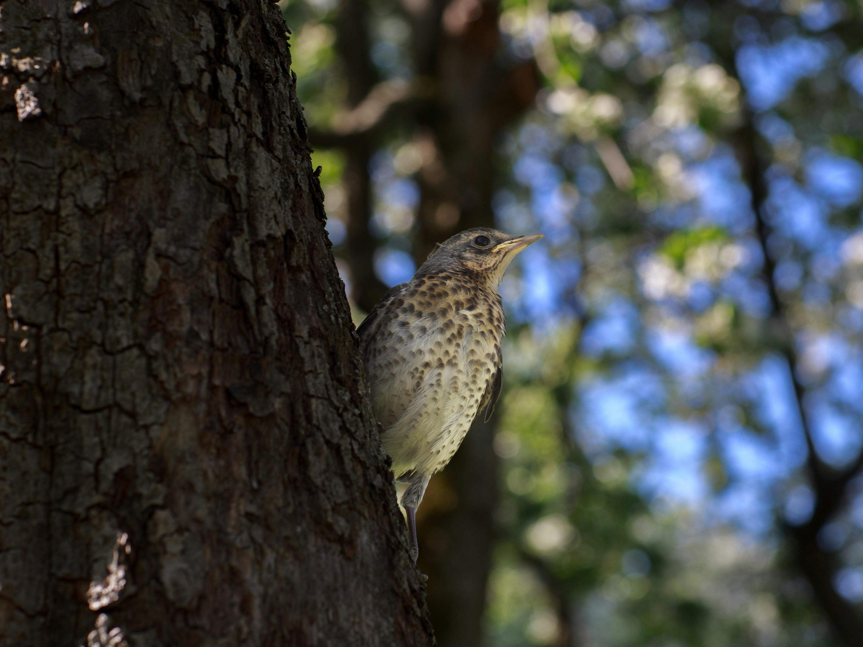 Speckled Songbird on Sunlit Pine Bark