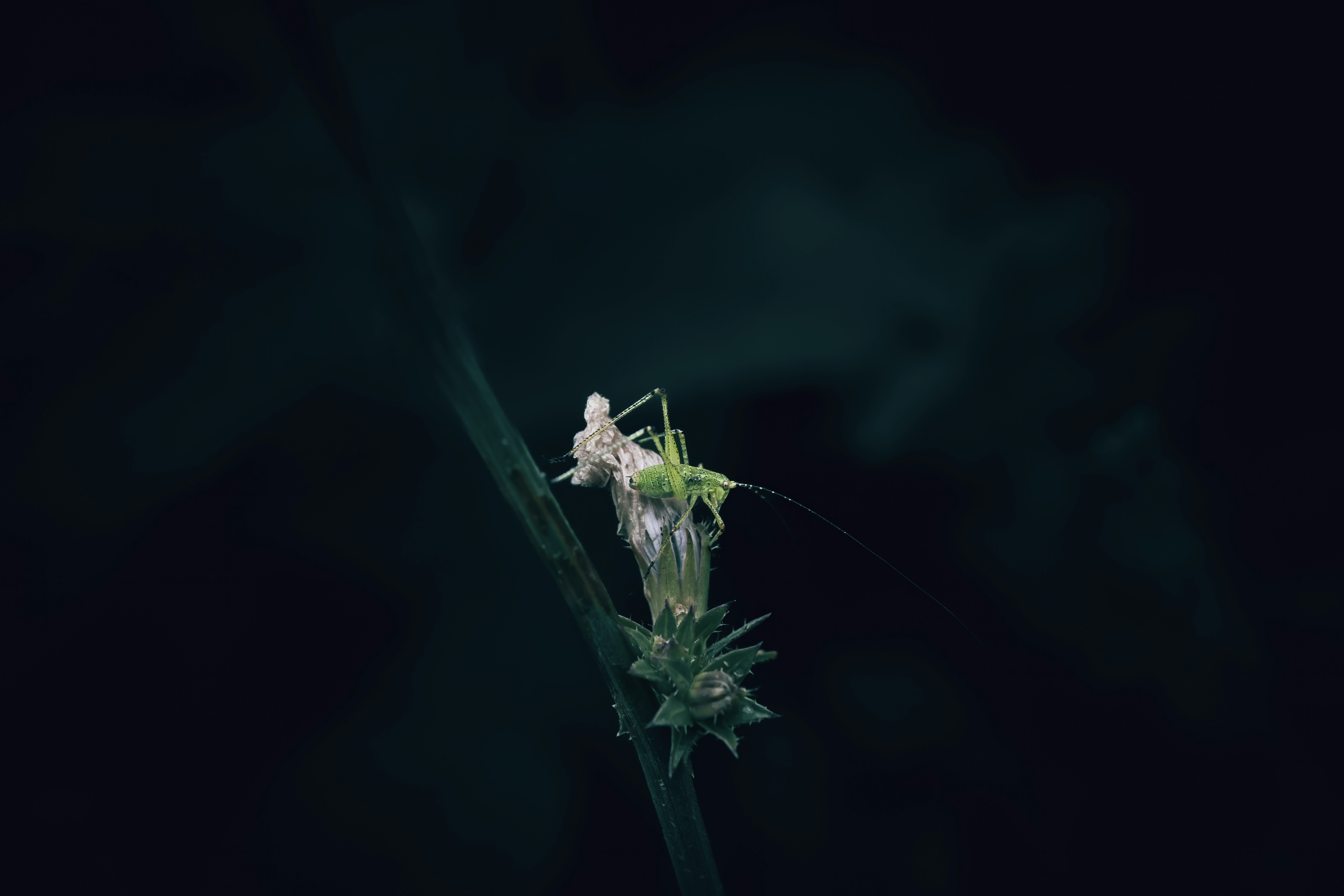 Lone Night Bloom Draped in Spider Silk