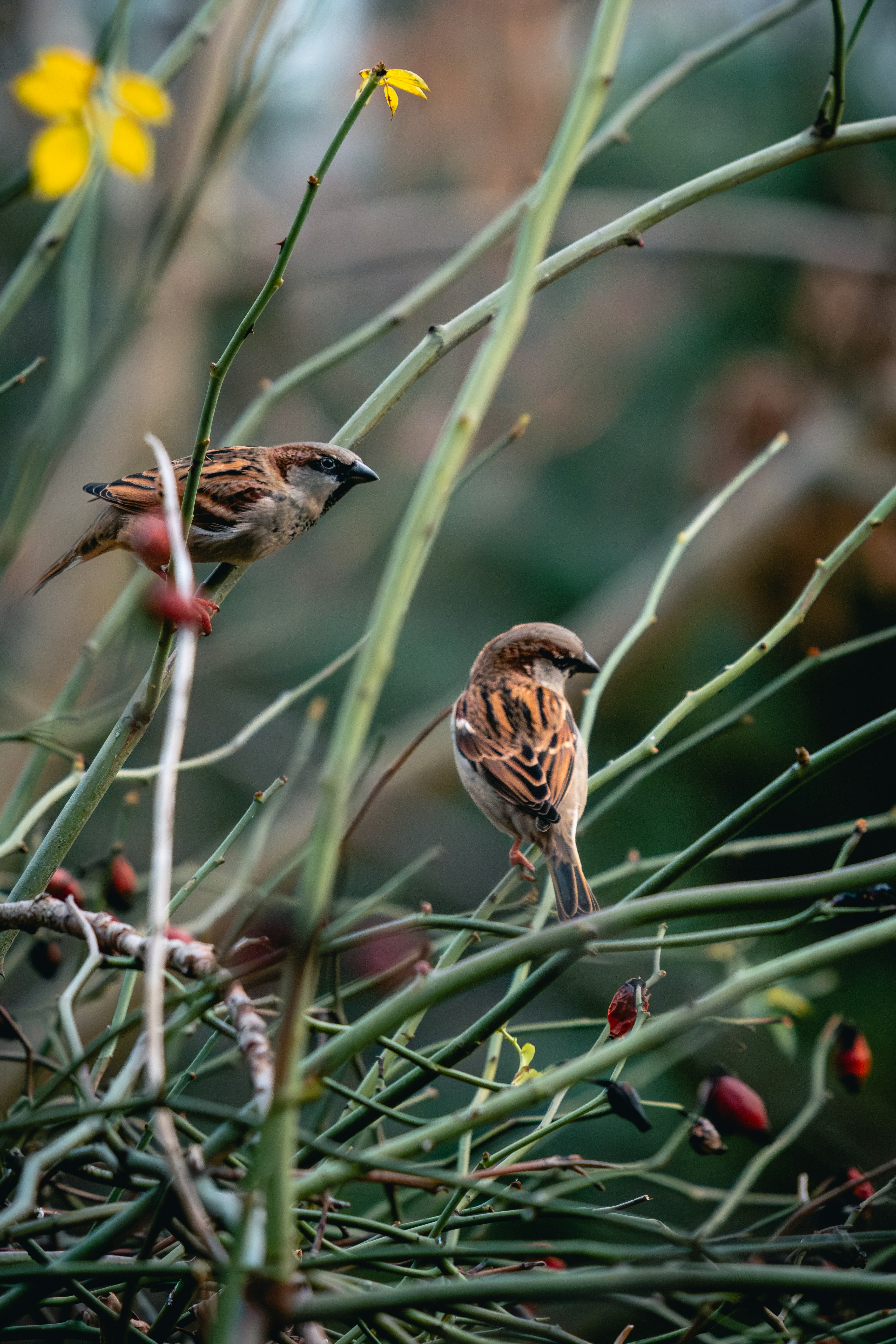 Thorn-Tangle Serenade: Sparrows Perched in a Green Veil
