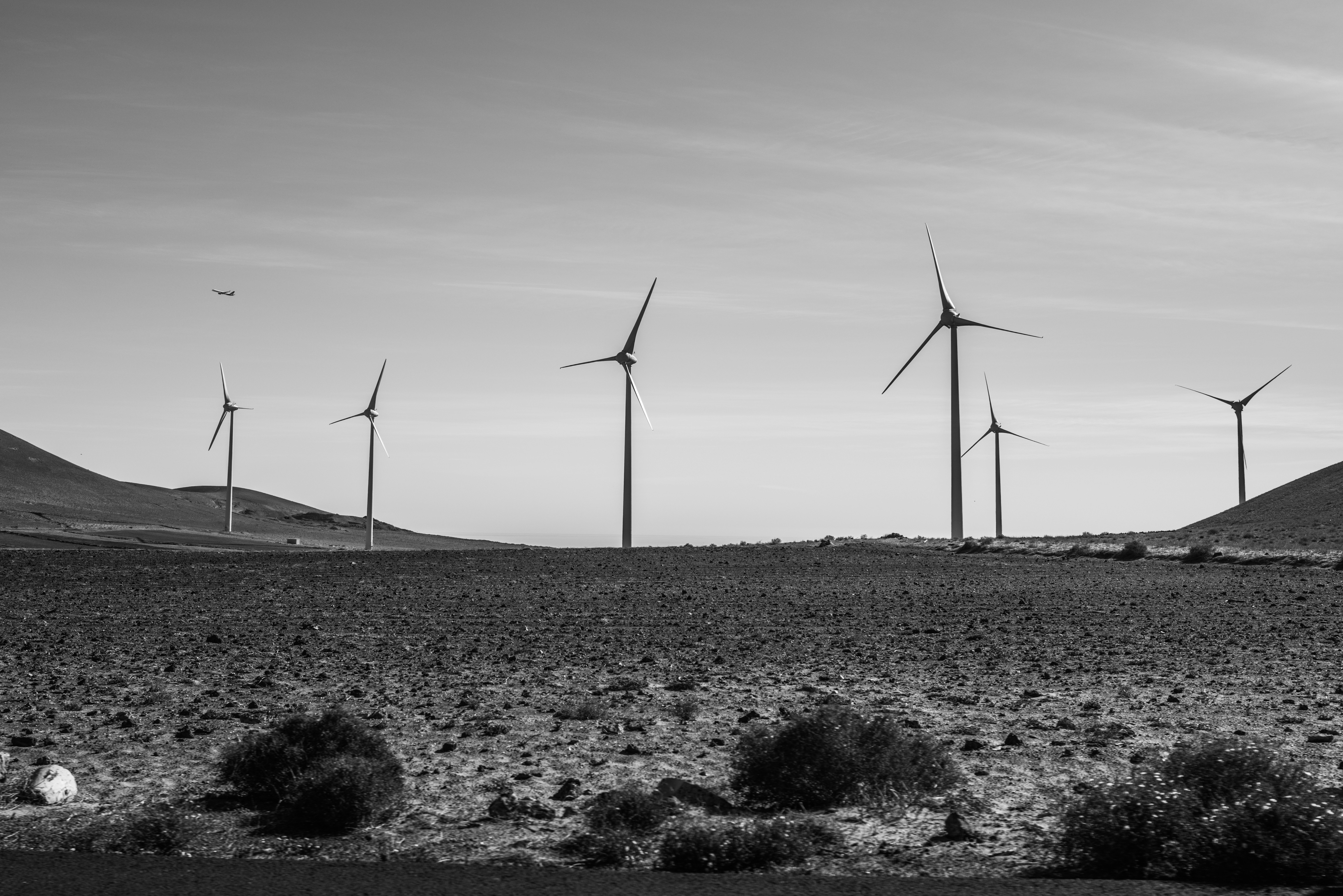 A black and white photo of a wind farm photo – Free Animal Image on ...