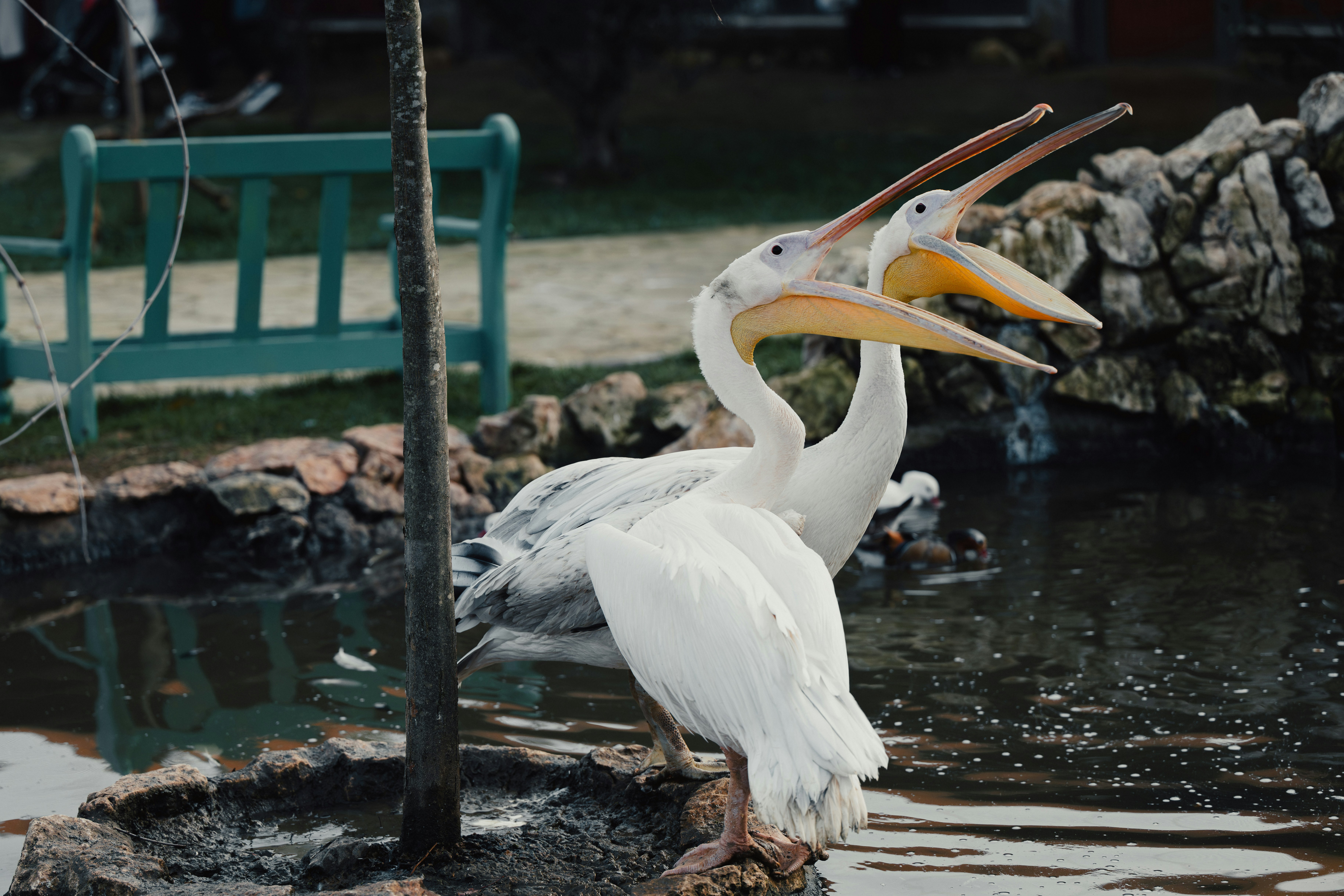 Beaked Duet by the Pond: Pelicans in a Quiet Moment