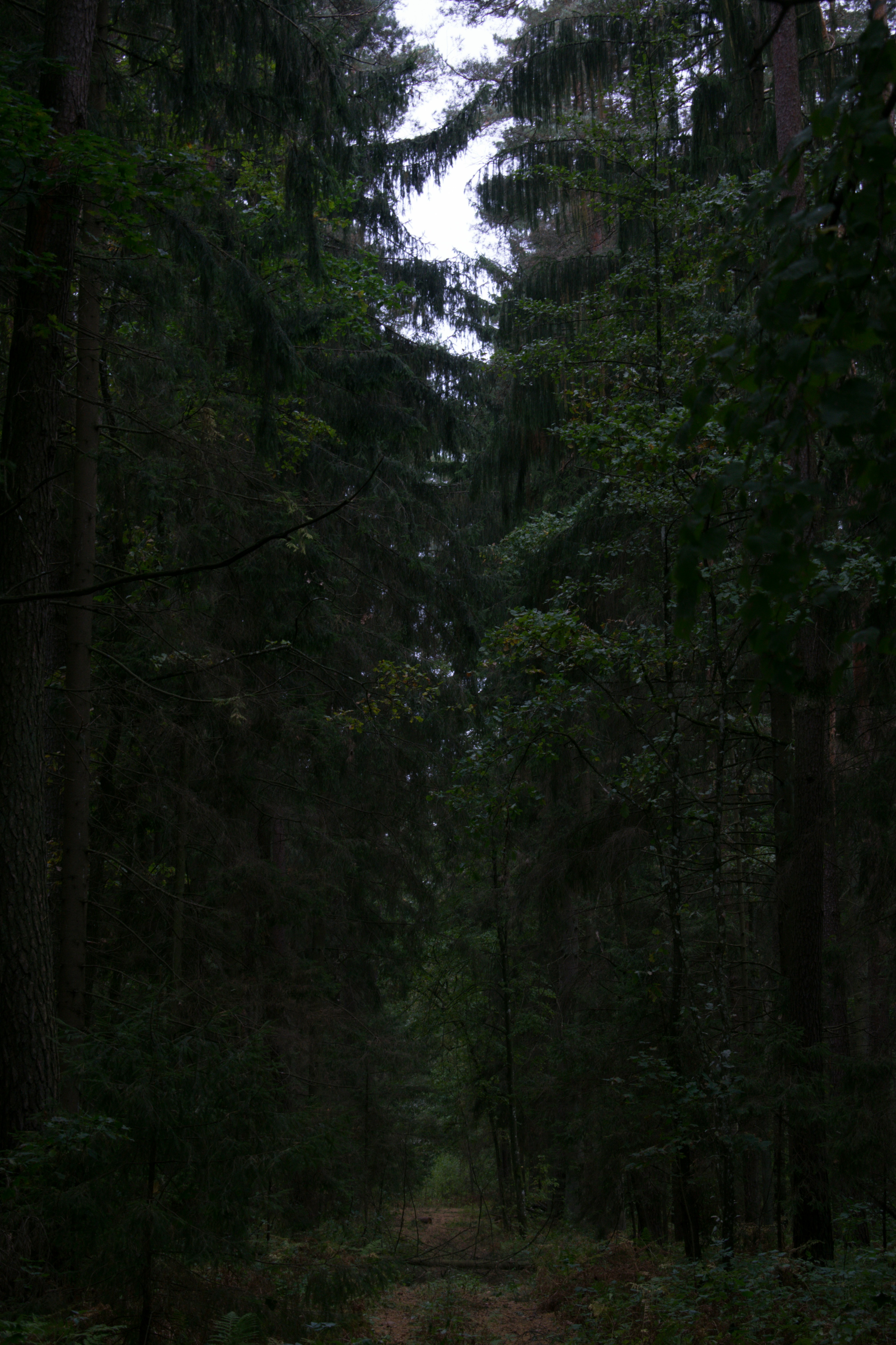 Light at the Forest Gate: A Narrow Path Recedes Under a Cathedral of Pines