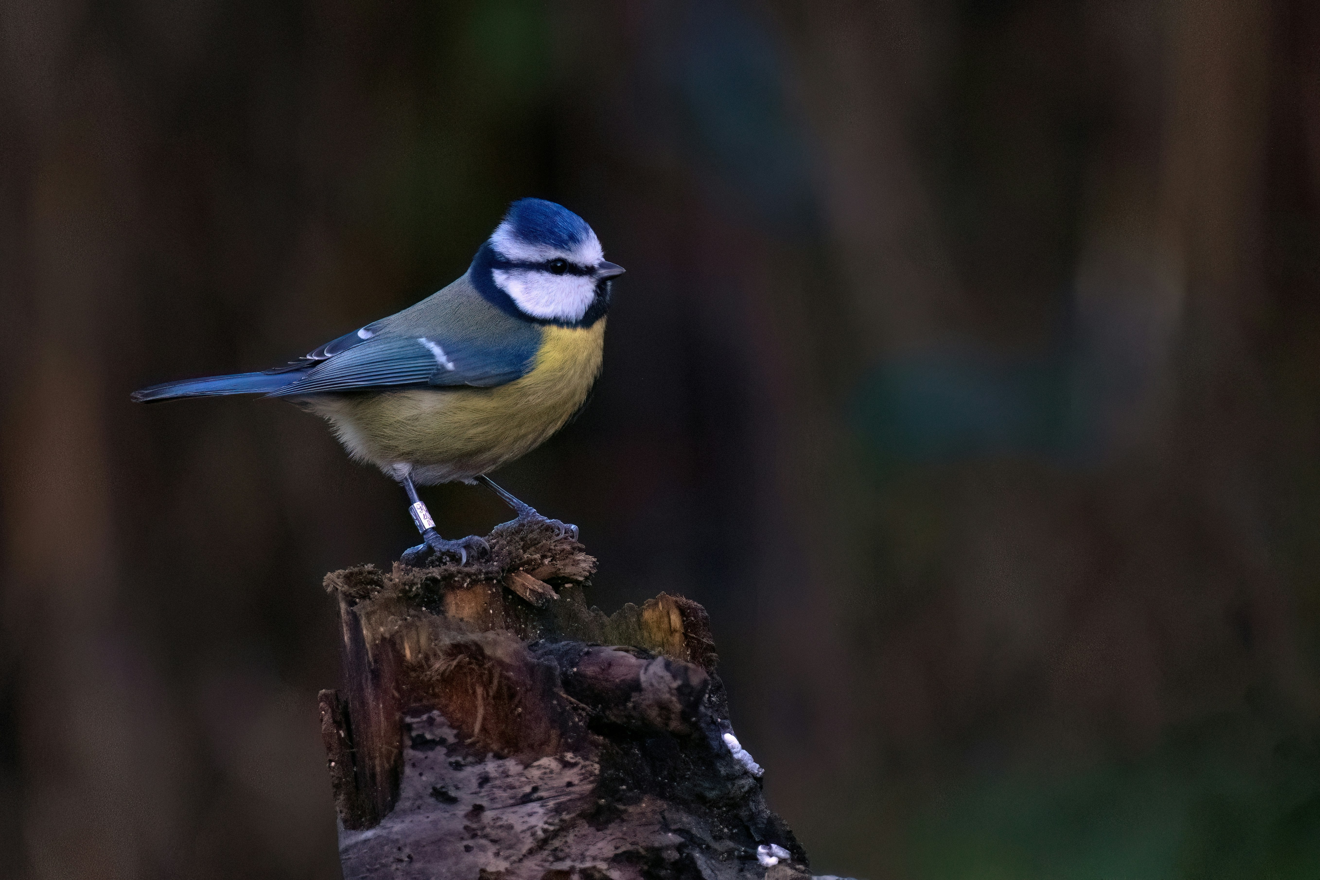 a blue and yellow bird sitting on top of a tree stump