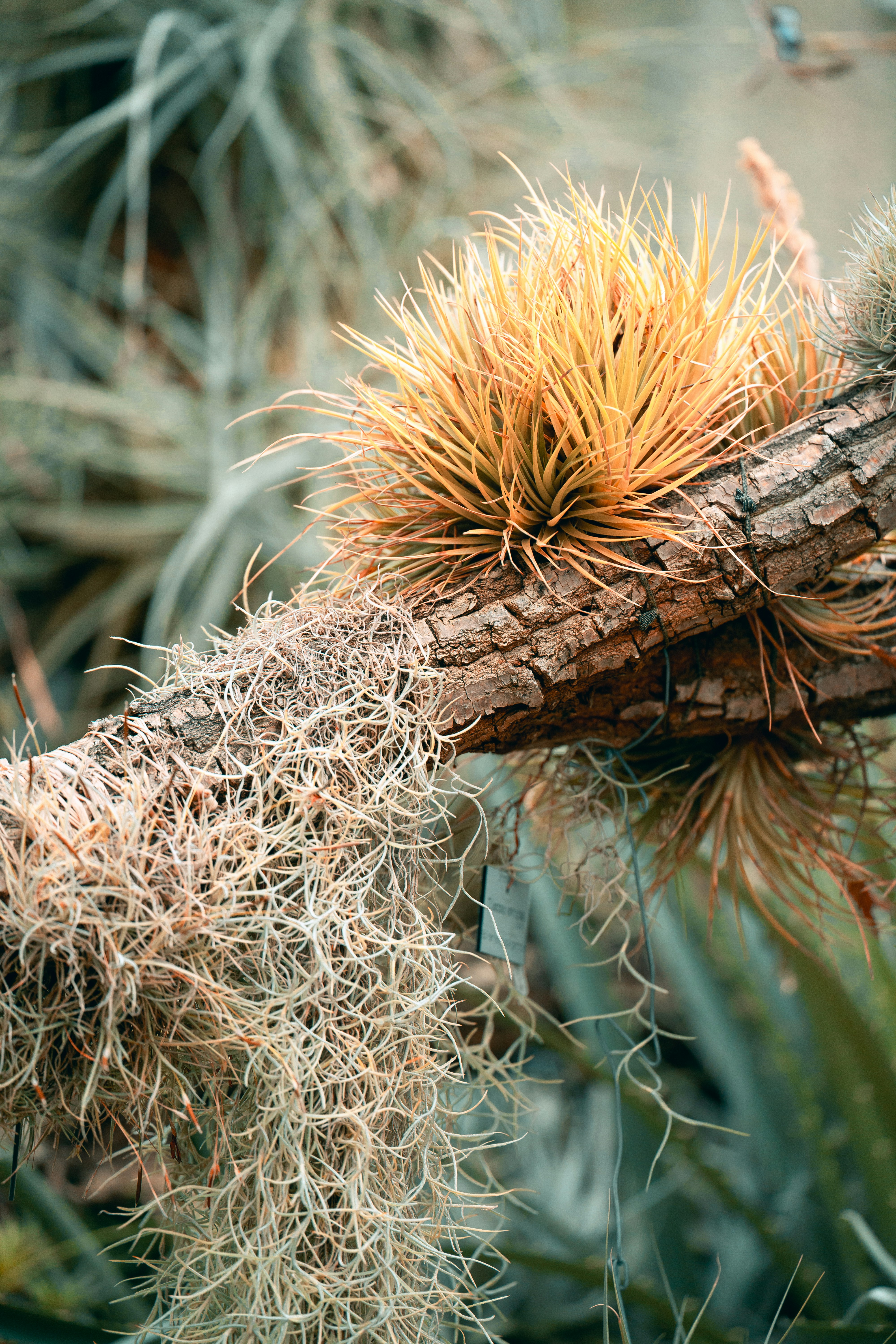 Sunlit Crown: Desert Vegetation Framed on a Weathered Branch