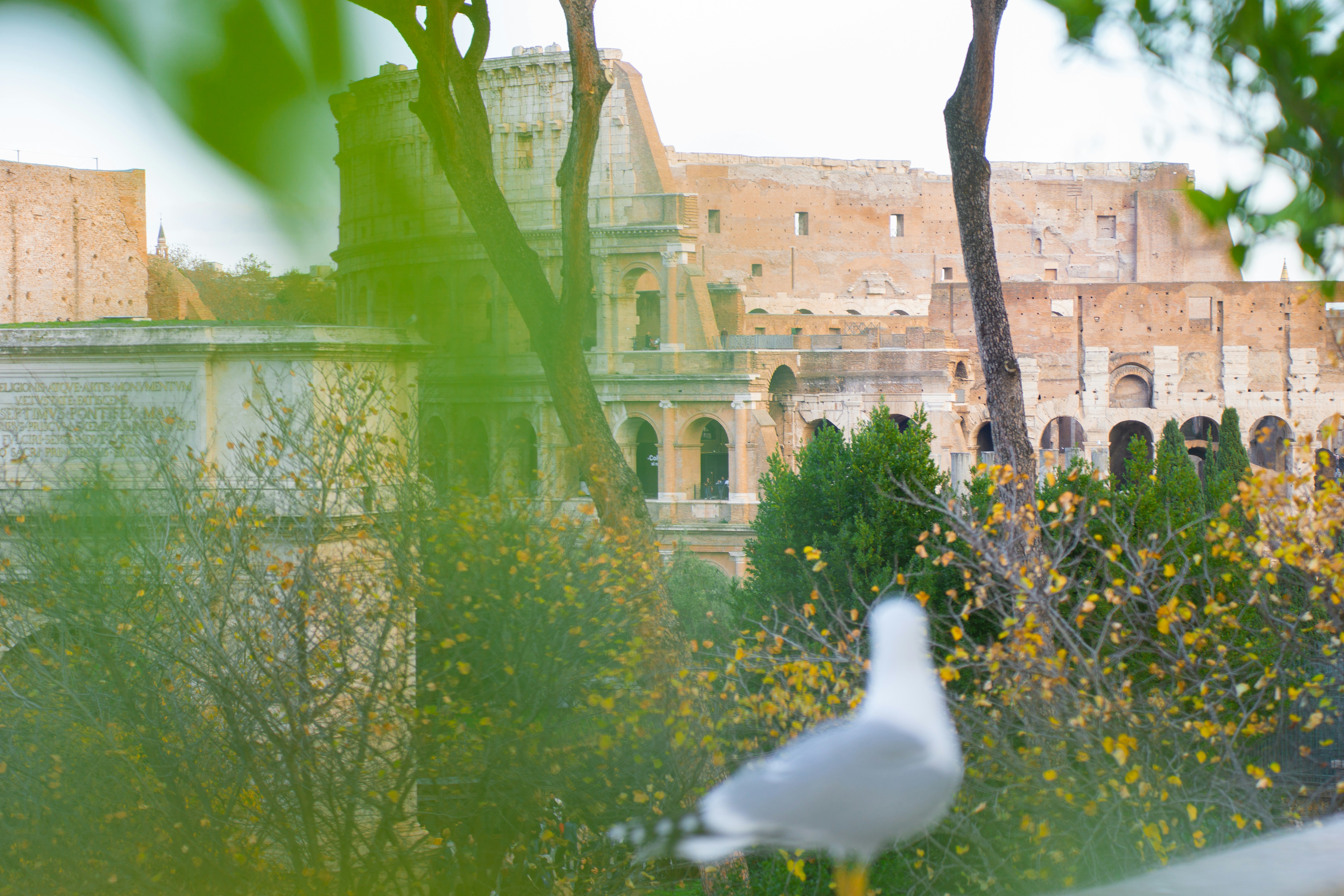 Arches in Bloom: Verdant Framing of Ancient Ruins with a Blurred Seagull