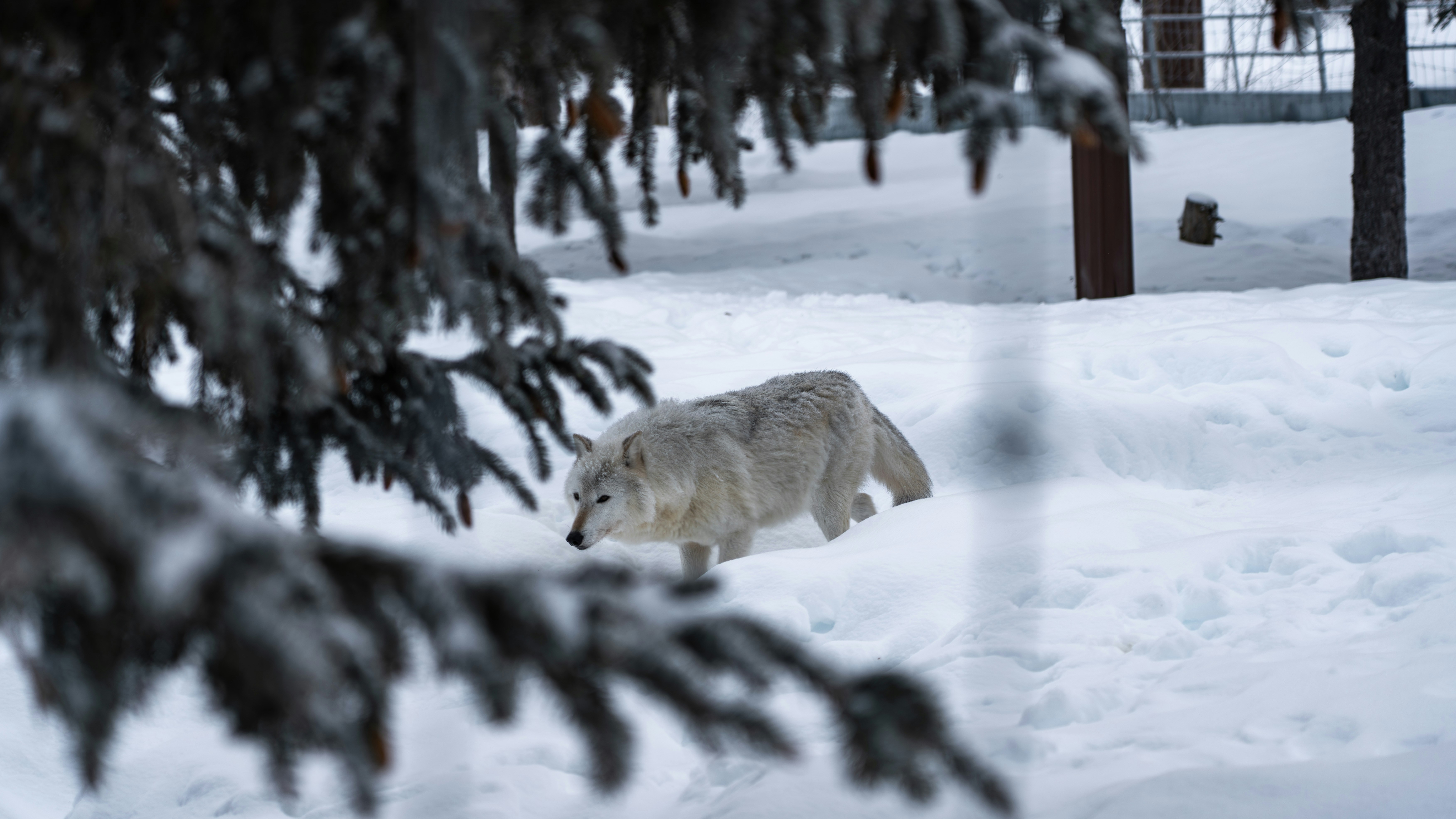Un lobo blanco caminando por un bosque cubierto de nieve foto – Imagen ...