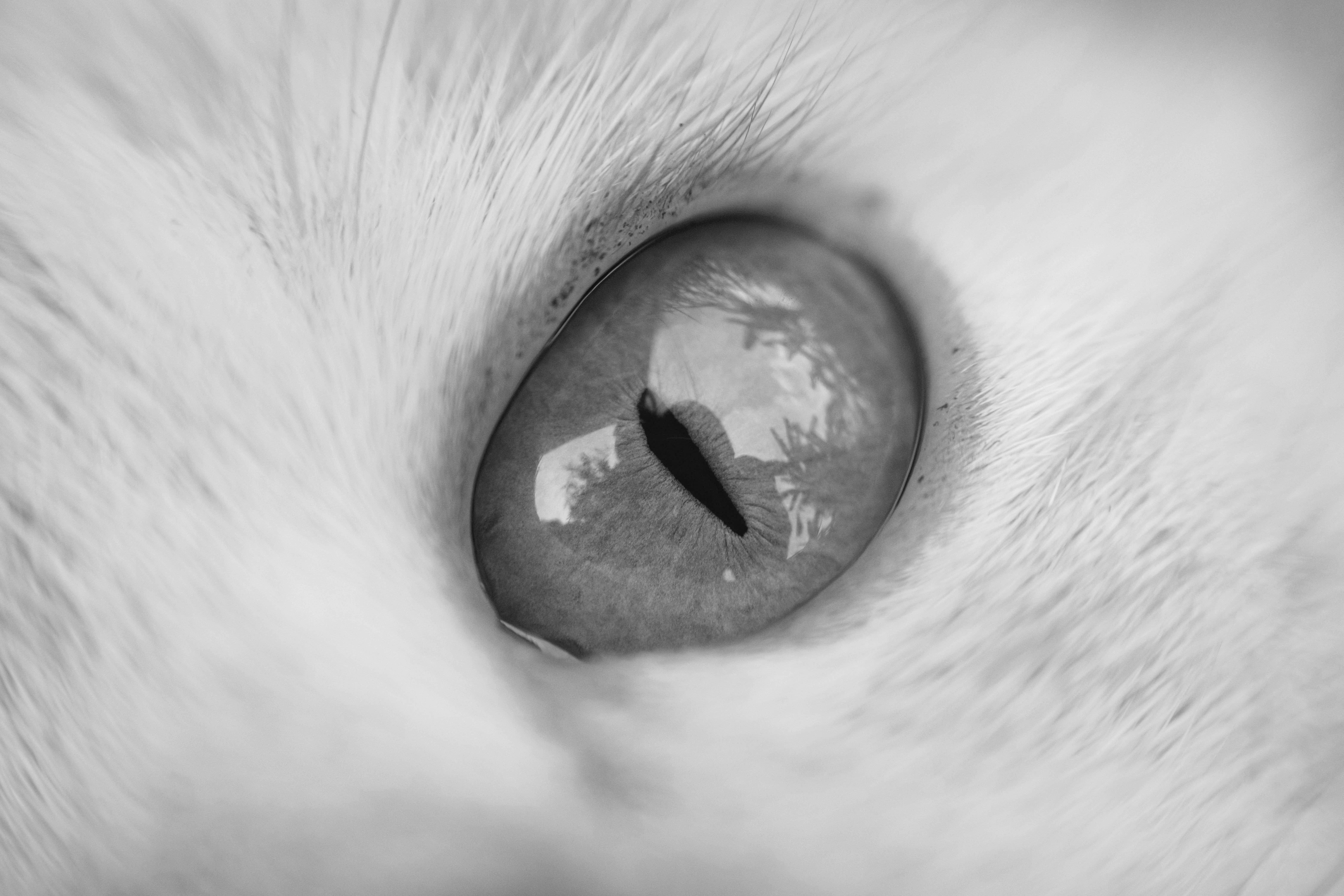 The World Through a Gaze