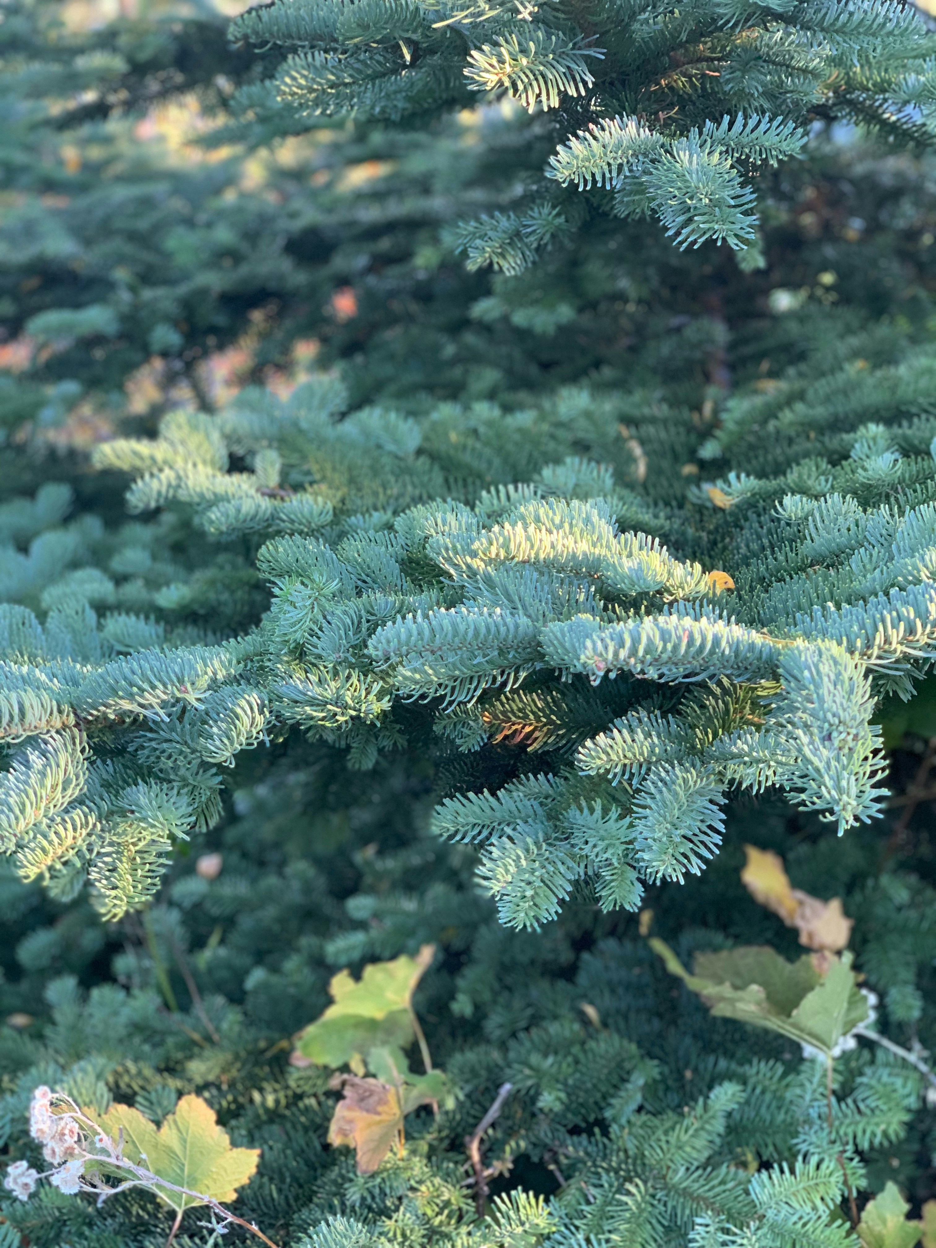 Sunlit Spruce Fronds in Quiet Hedge