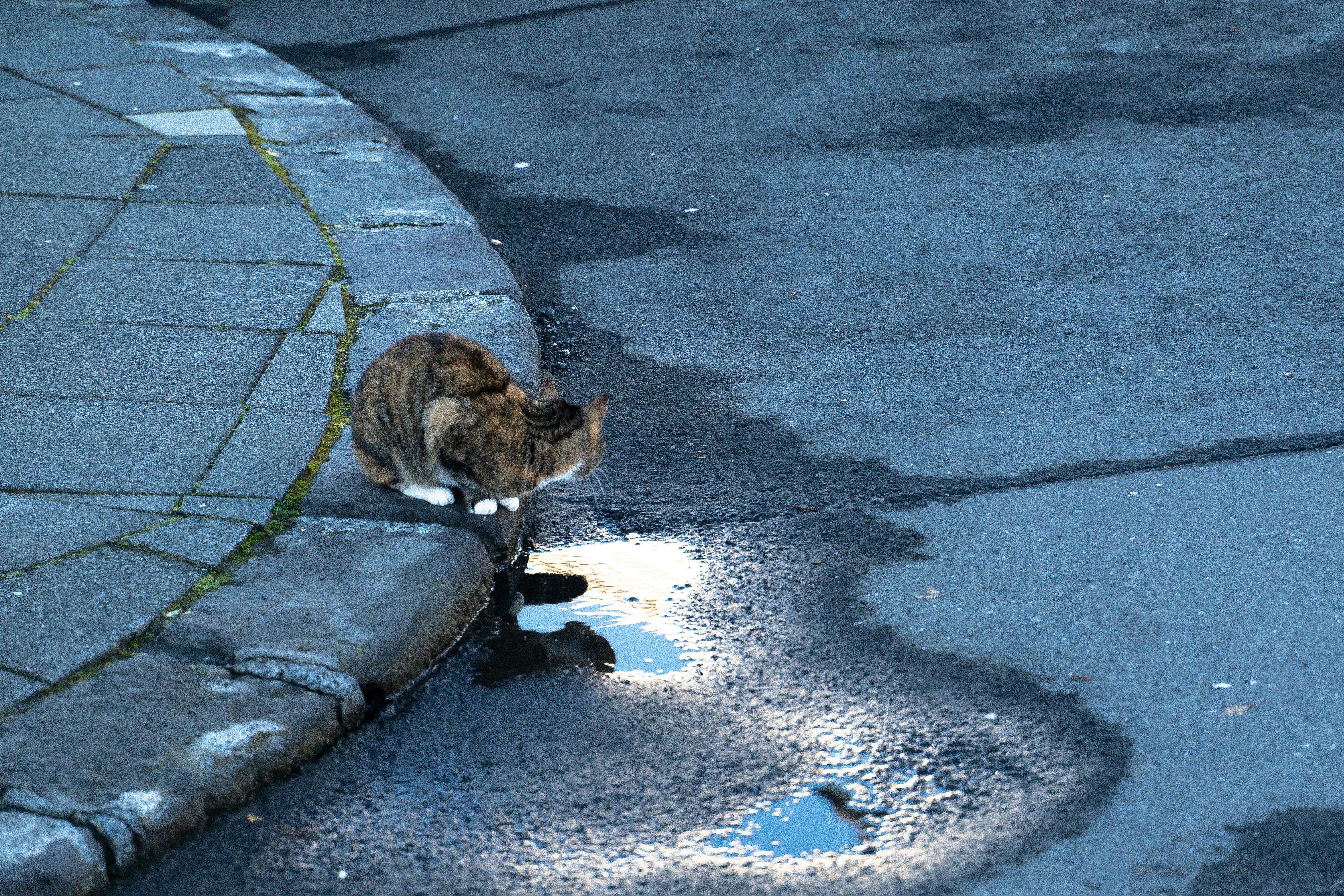 Curbside Puddle Study: A Cat Curiously Surveys Reflections
