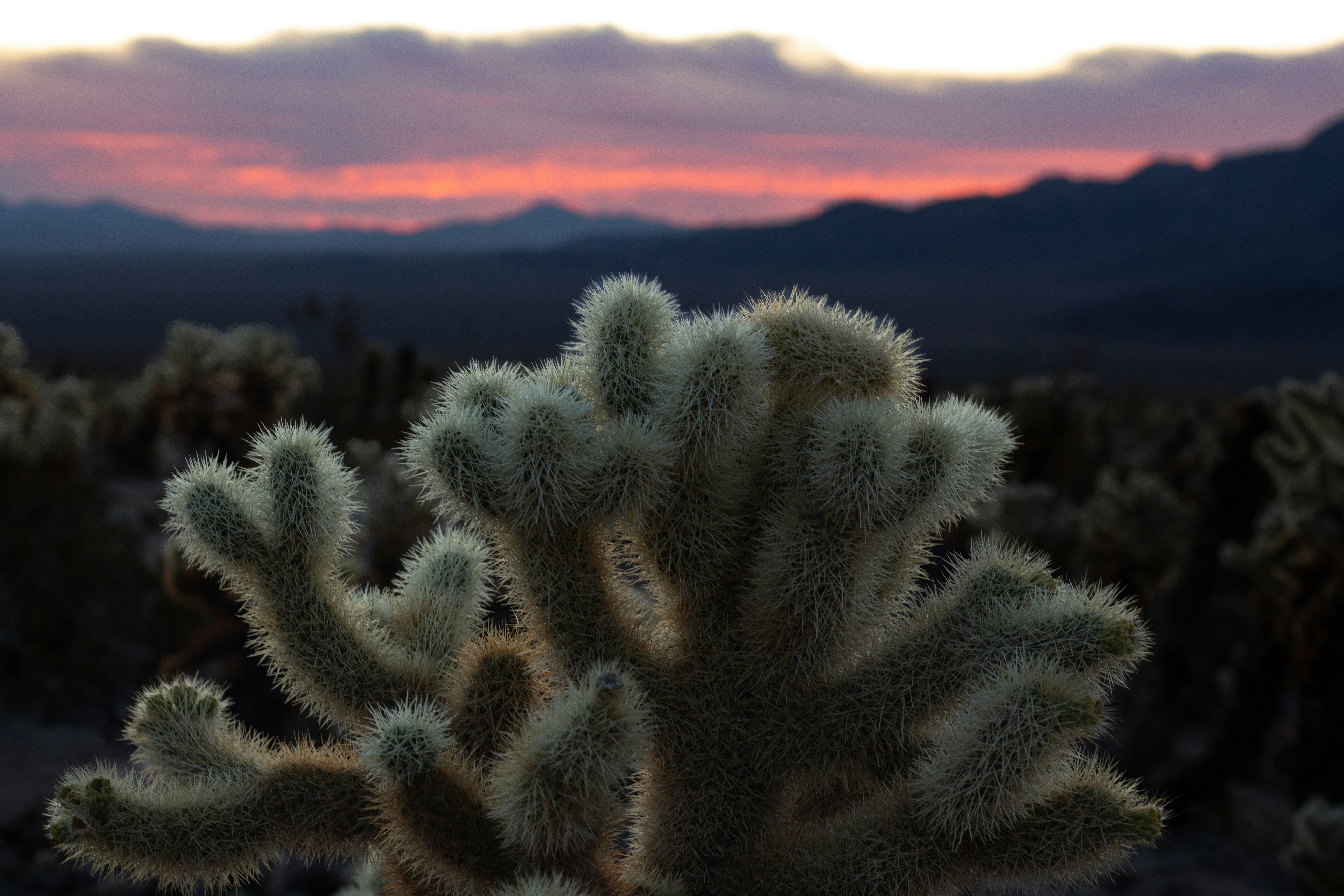 Twilight Velvet: Cholla in Focus Against Desert Dusk