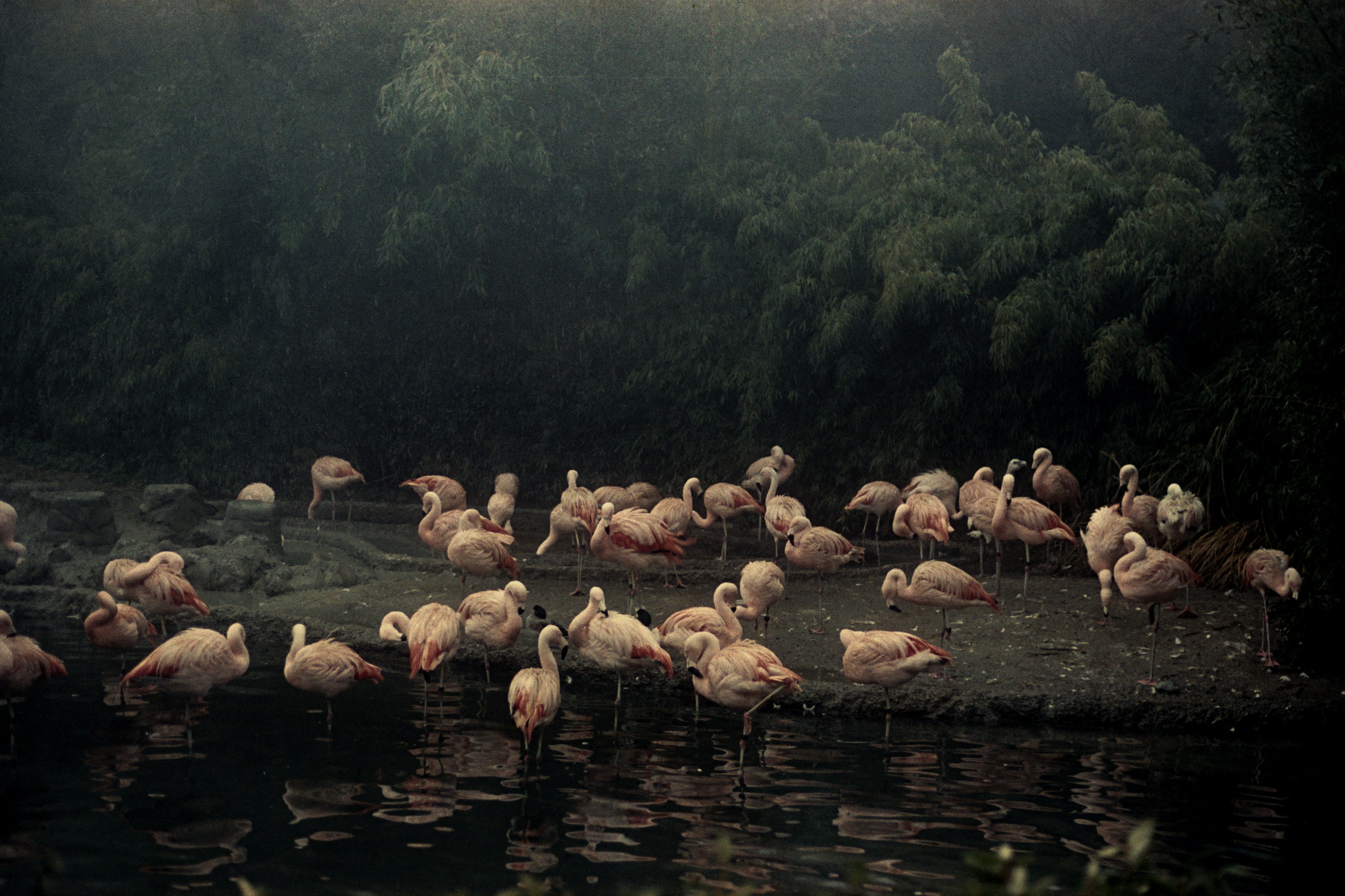 a flock of flamingos are standing in the water